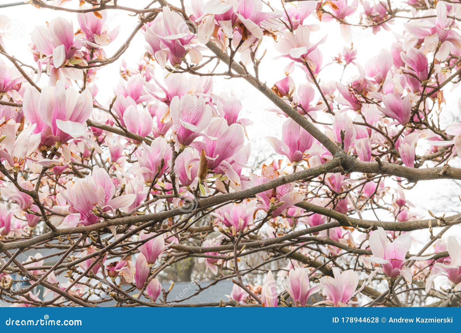 Magnolia Branch stock photo. Image of magnolia, pink - 178944628