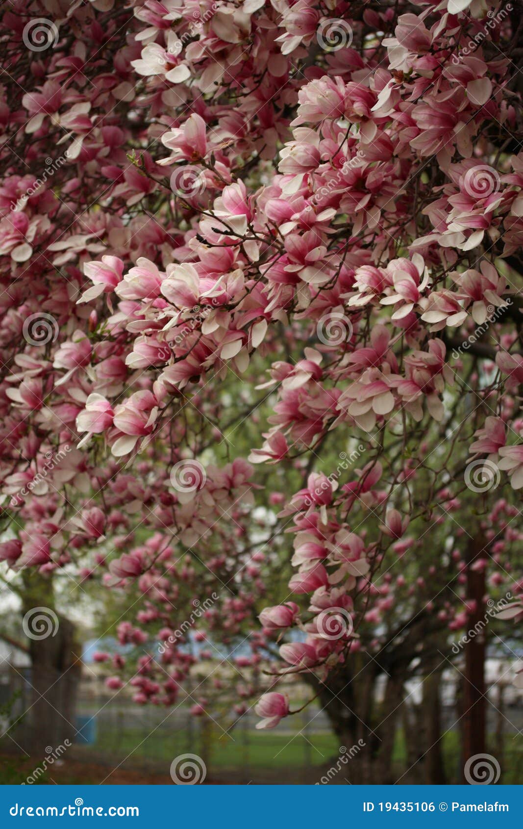 Magnolia branches stock photo. Image of spring, magnolia - 19435106