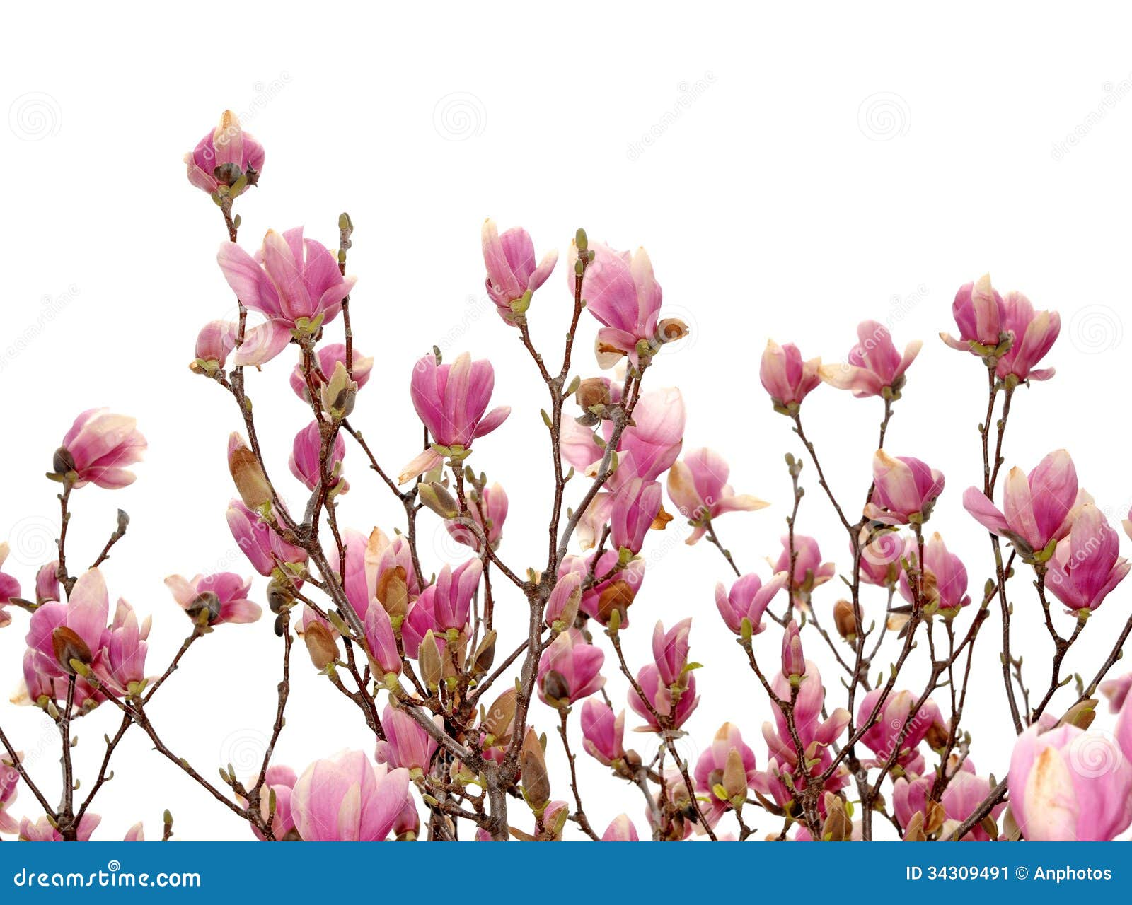 Magnolia branches stock image. Image of natural, blossom - 34309491
