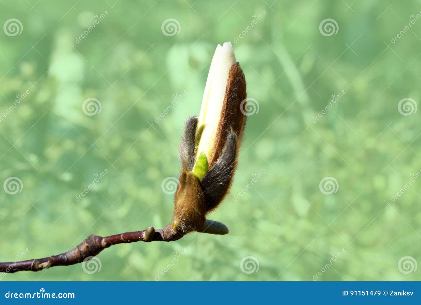 Magnolia bud stock image. Image of ukraine, background - 91151479