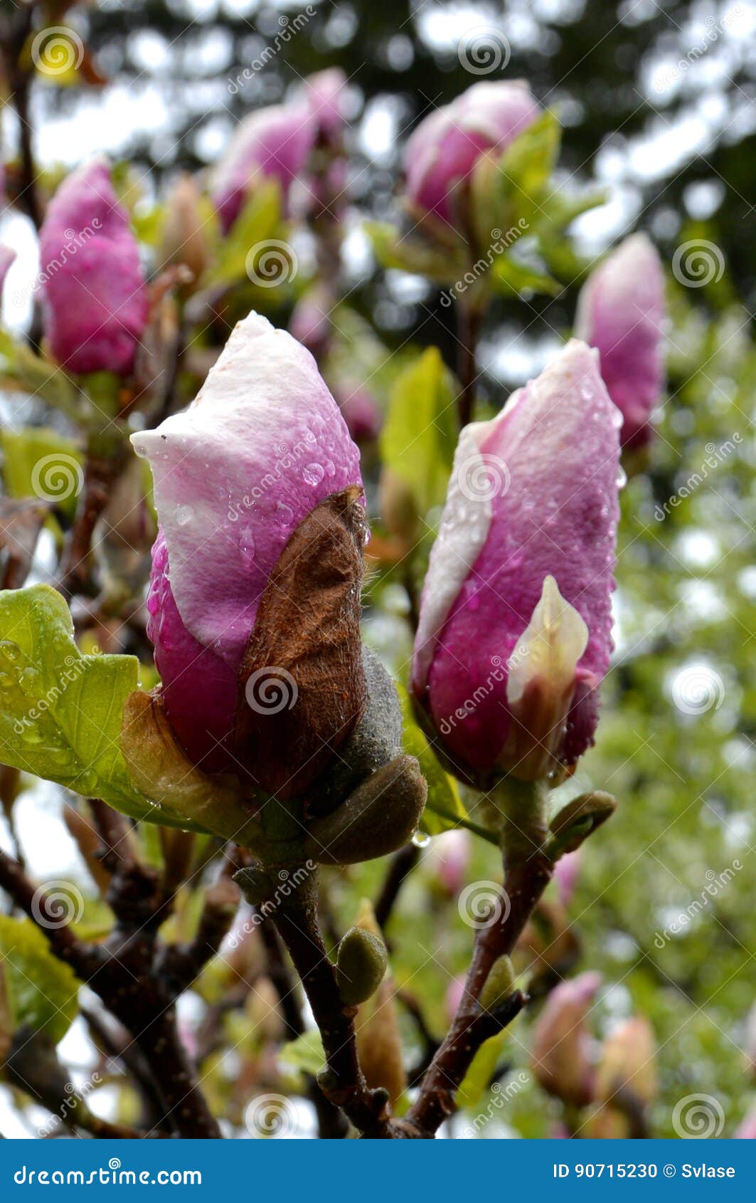 Magnolia. Bud in the Spring. Nice Flower in the Garden. Stock Photo ...