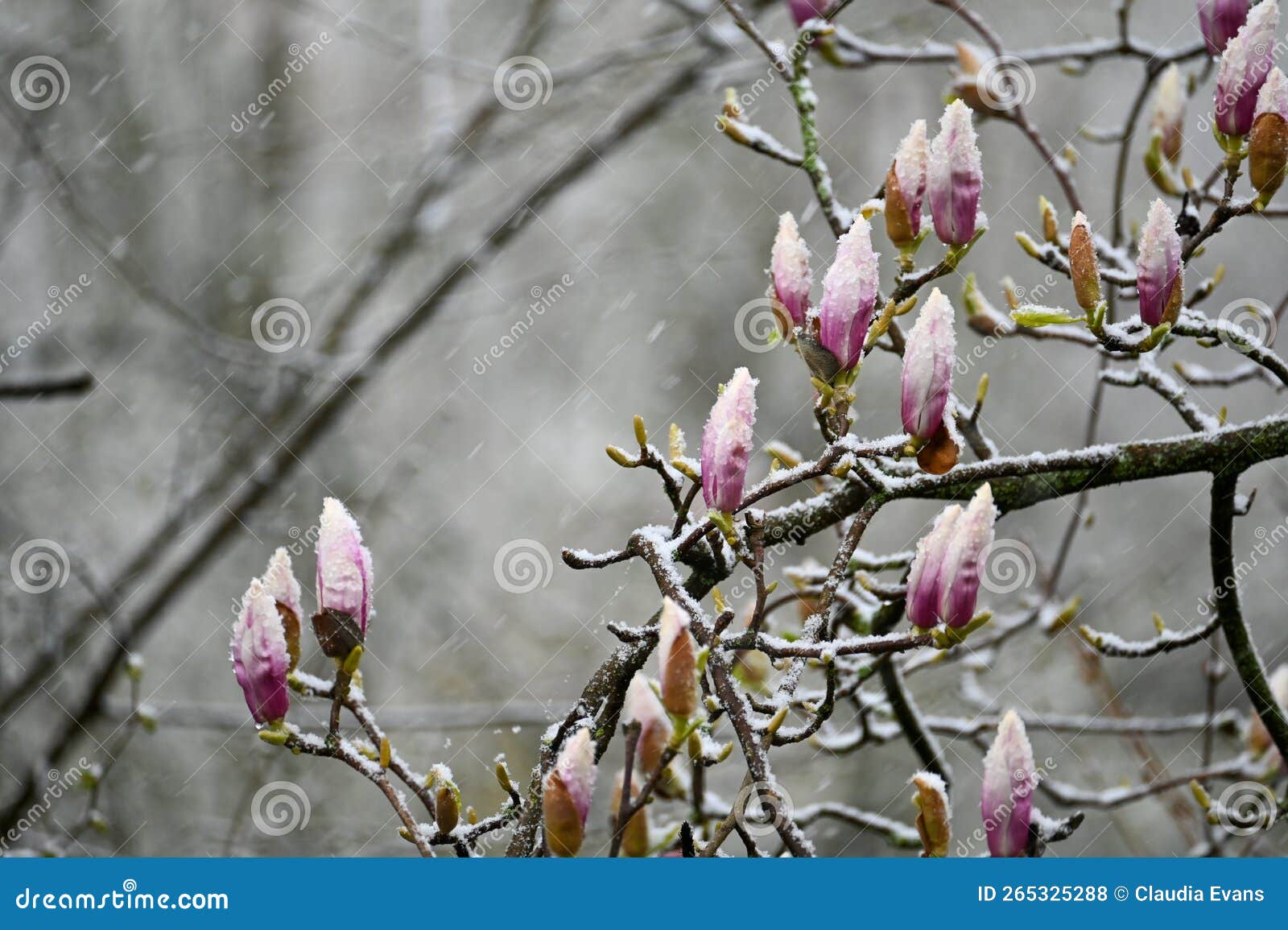 Magnolia buds with snow stock photo. Image of pink, spring - 265325288