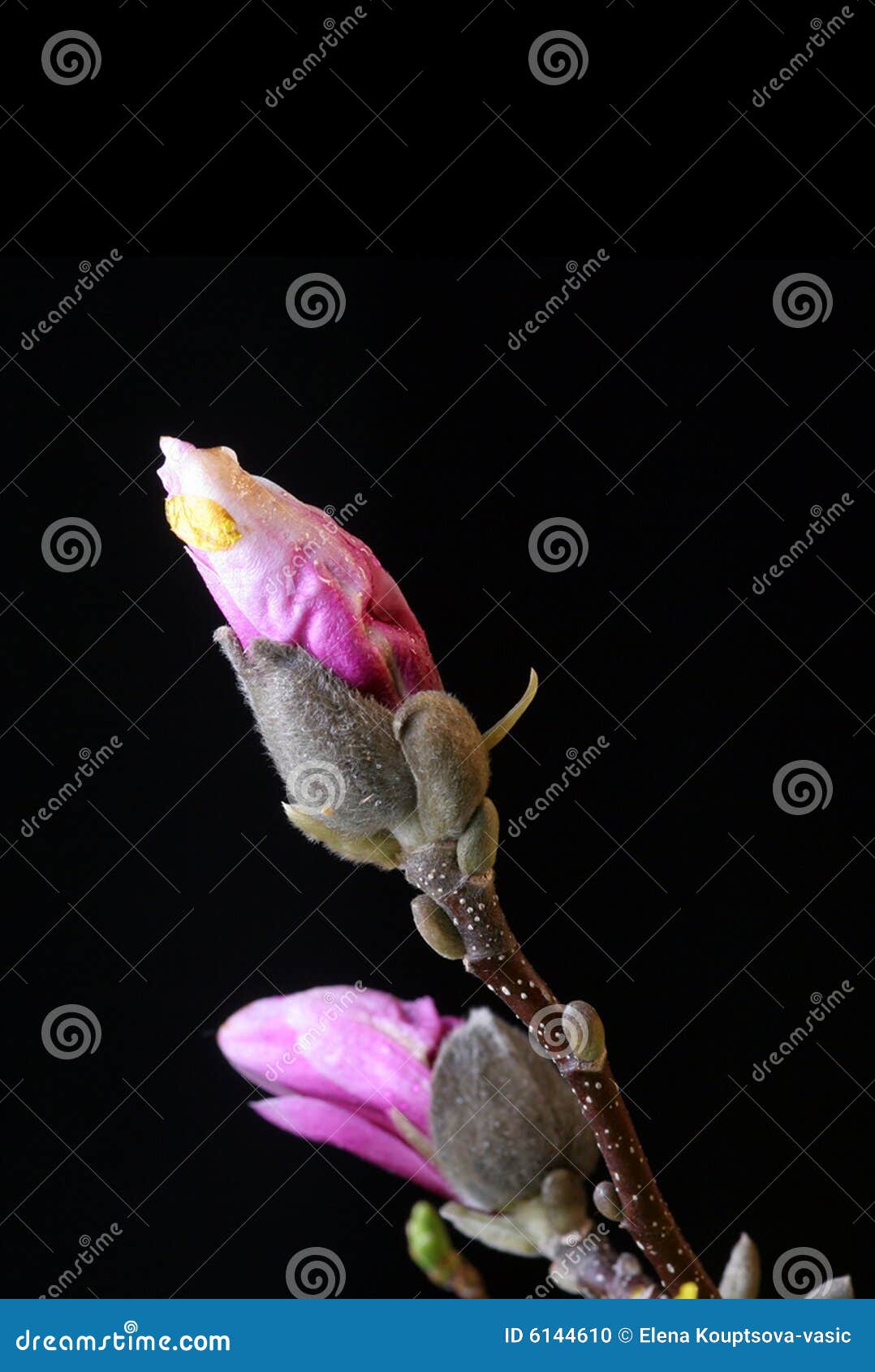 Magnolia bulb stock photo. Image of macro, petal, botany - 6144610