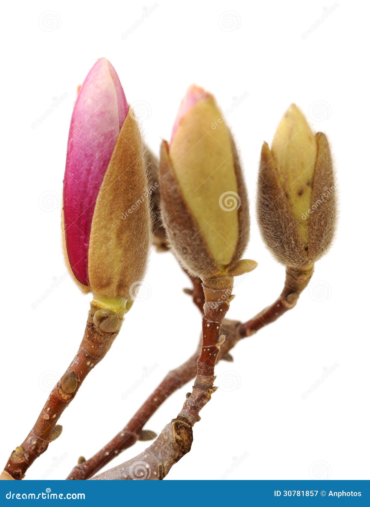Magnolia stock image. Image of garden, isolated, bright - 30781857