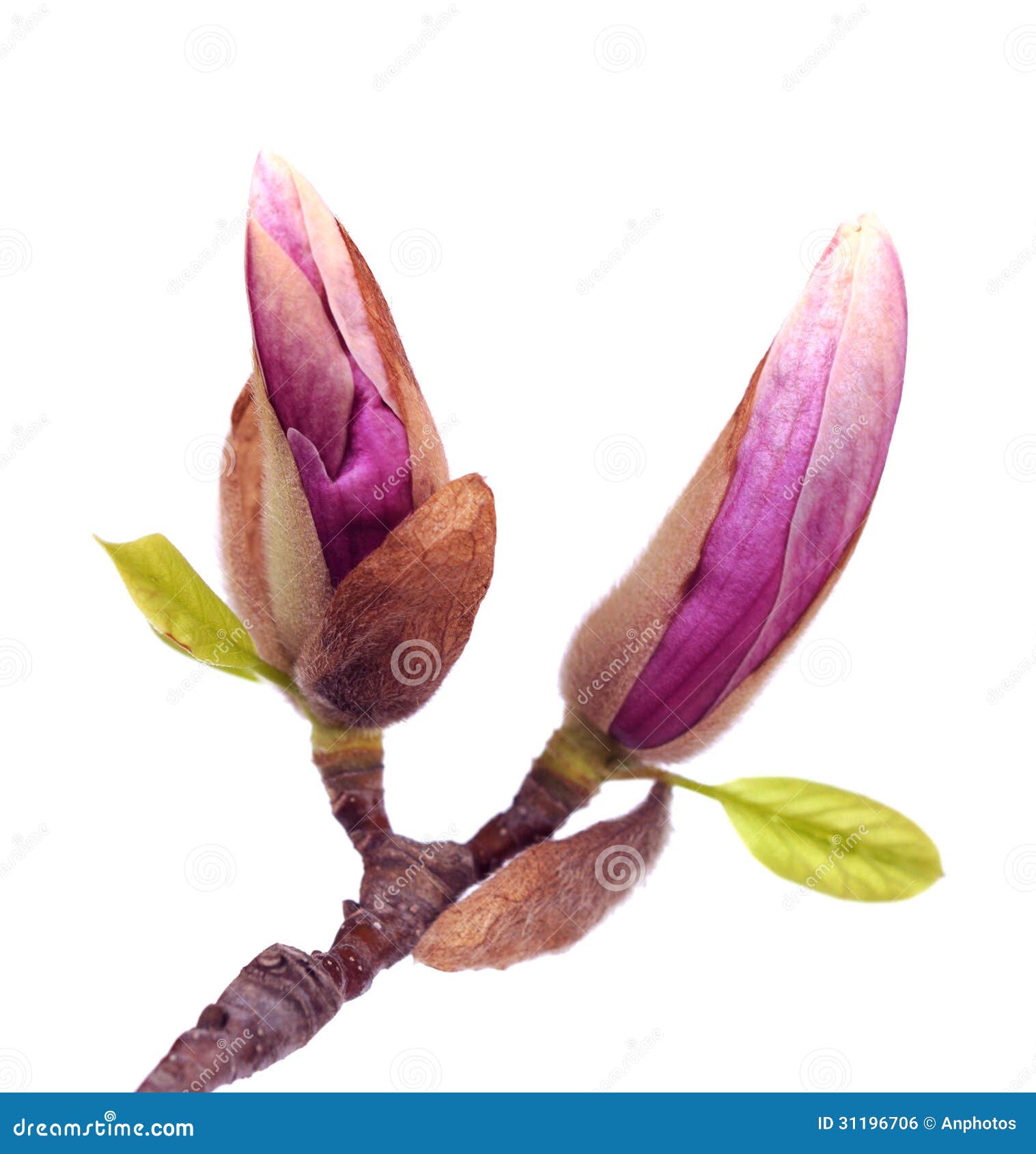 Magnolia bulbs stock photo. Image of bulb, plants, beauty - 31196706