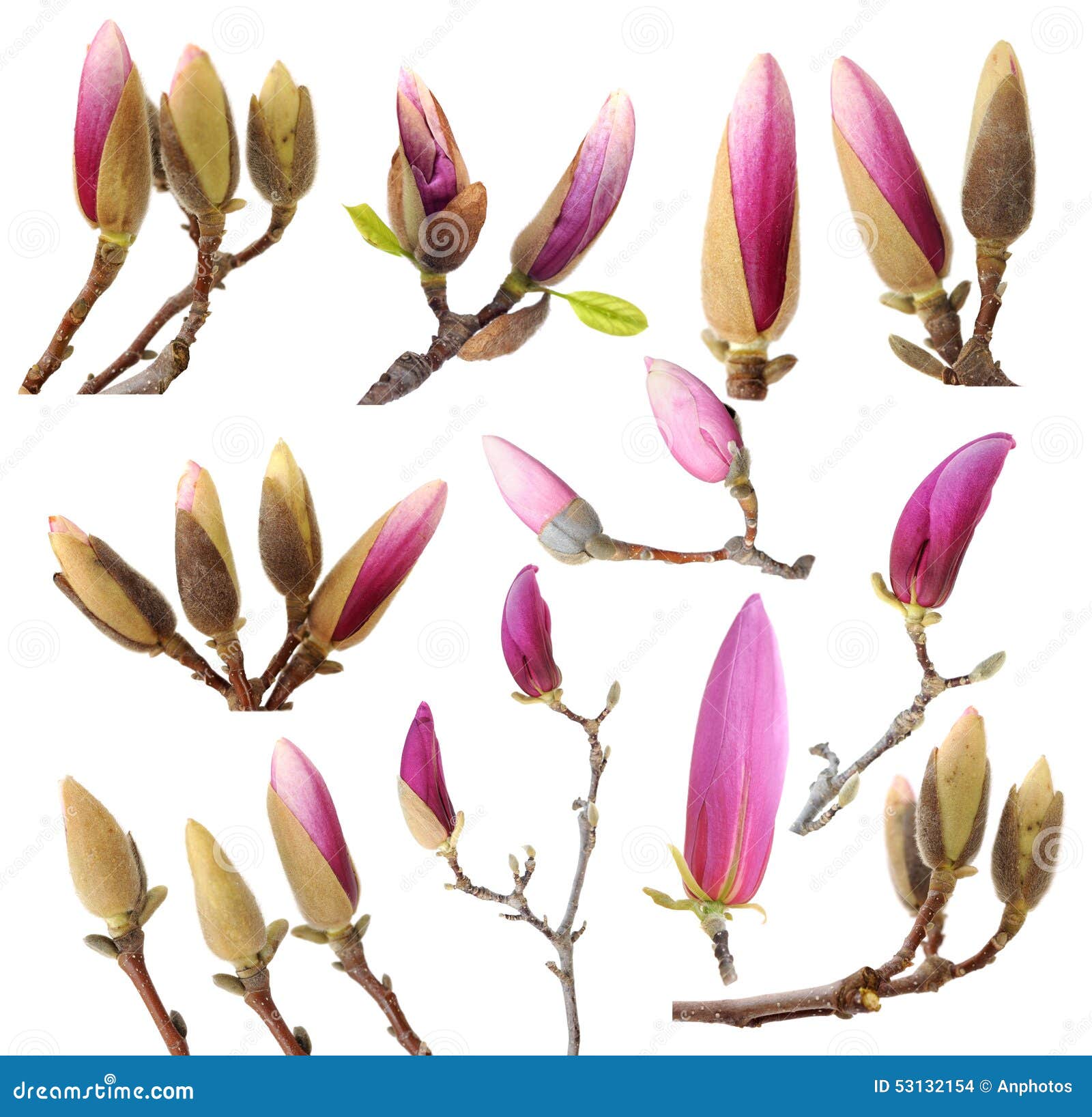 Magnolia stock photo. Image of beauty, petals, white - 53132154