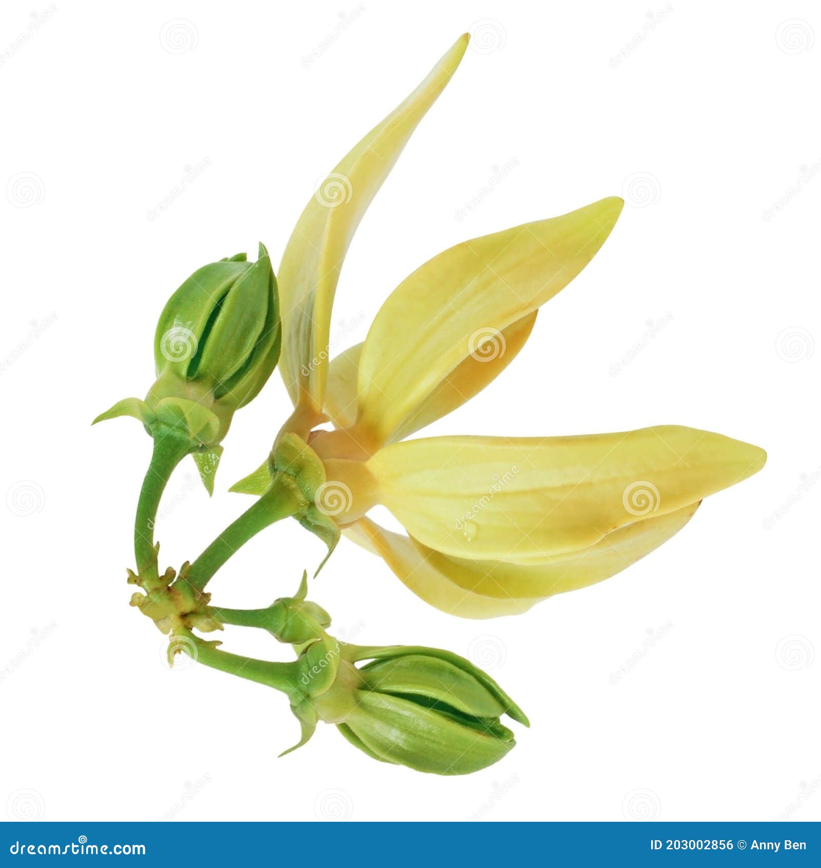 Magnolia Champaca Flower Isolated on White Stock Photo - Image of ...