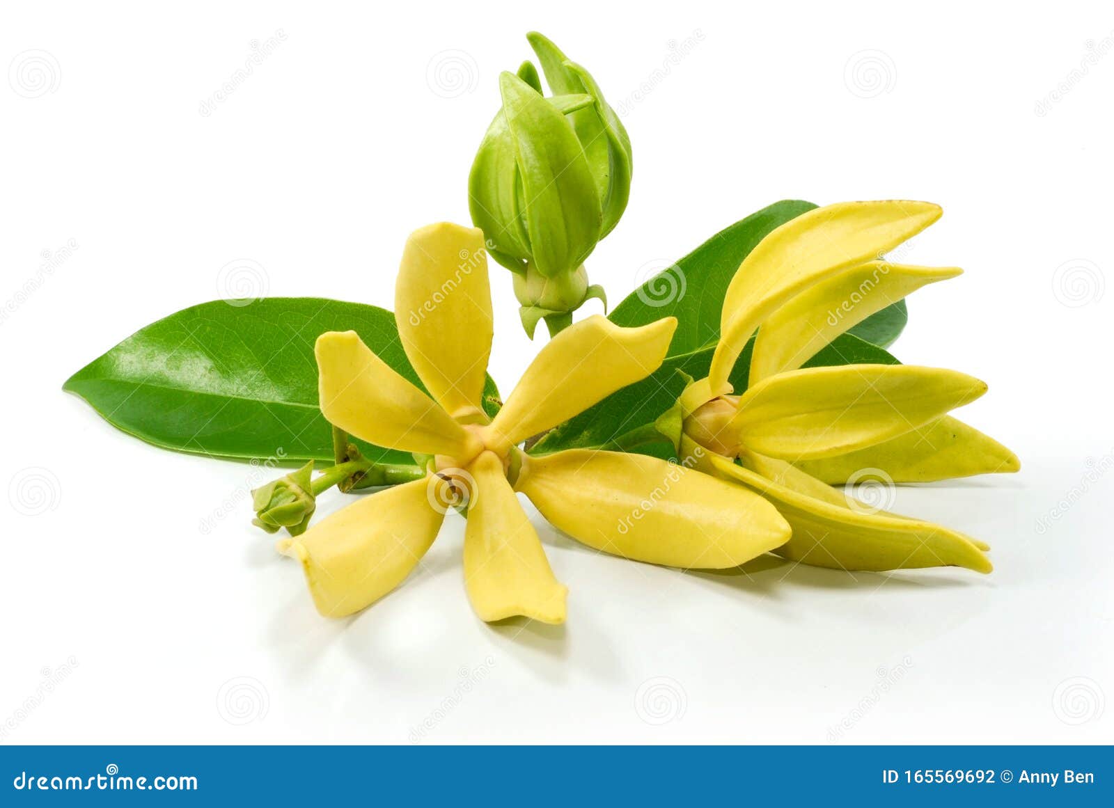 Magnolia Champaca Flower Isolated on White Background Stock Photo ...