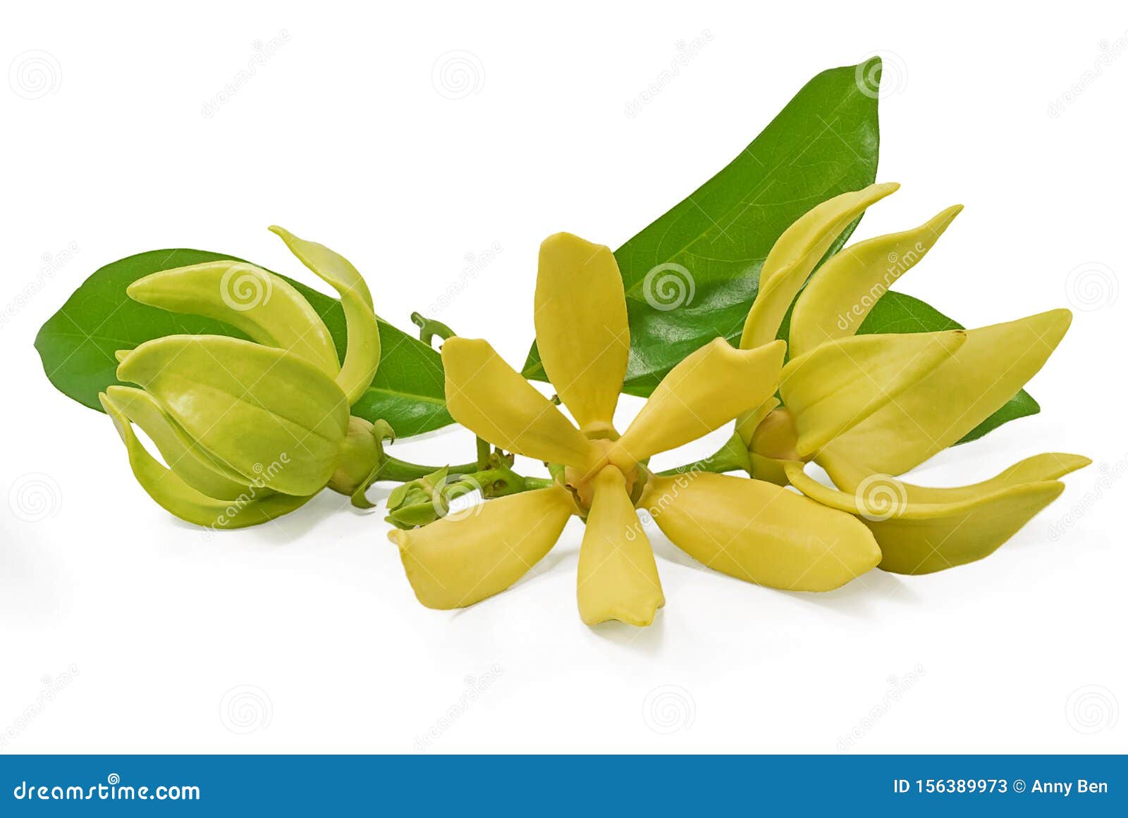 Magnolia Champaca Flower Isolated on White Background Stock Image ...