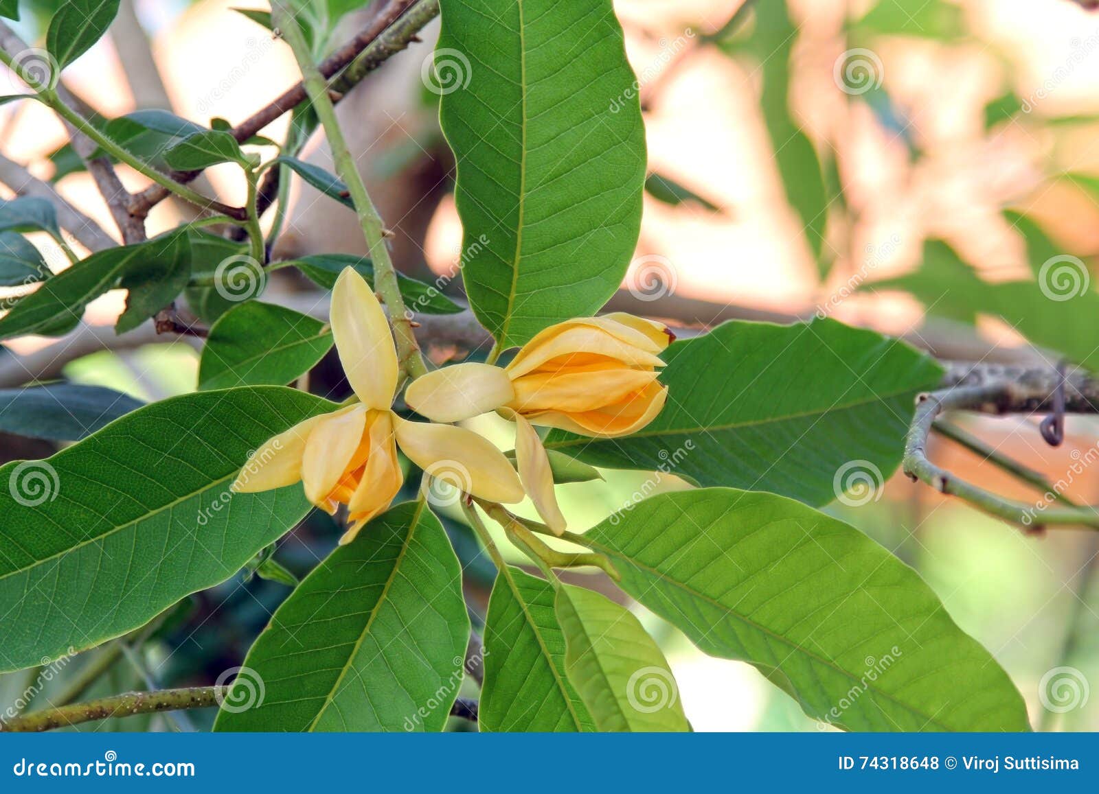 Magnolia Champaca, Fragrant Flowers. Stock Photo - Image of champaca ...