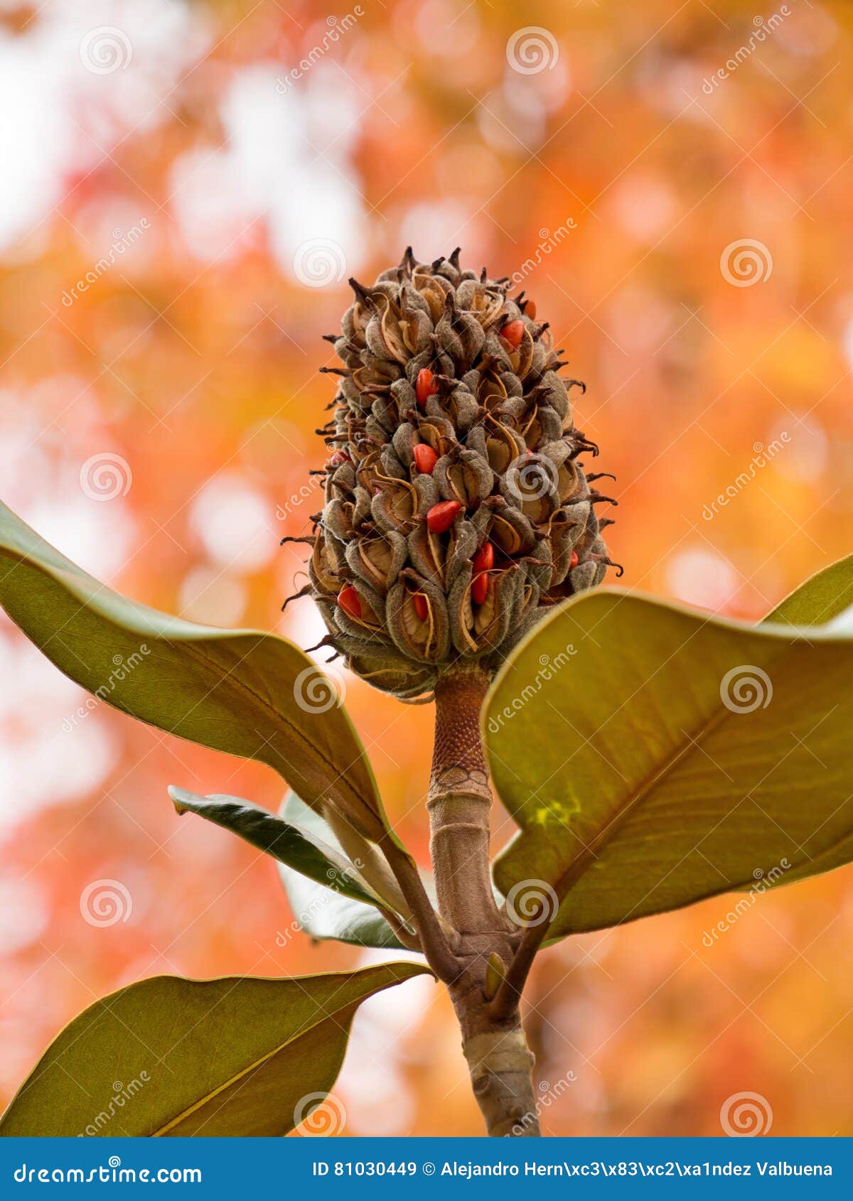 Magnolia cone. stock image. Image of forest, brown, decoration - 81030449