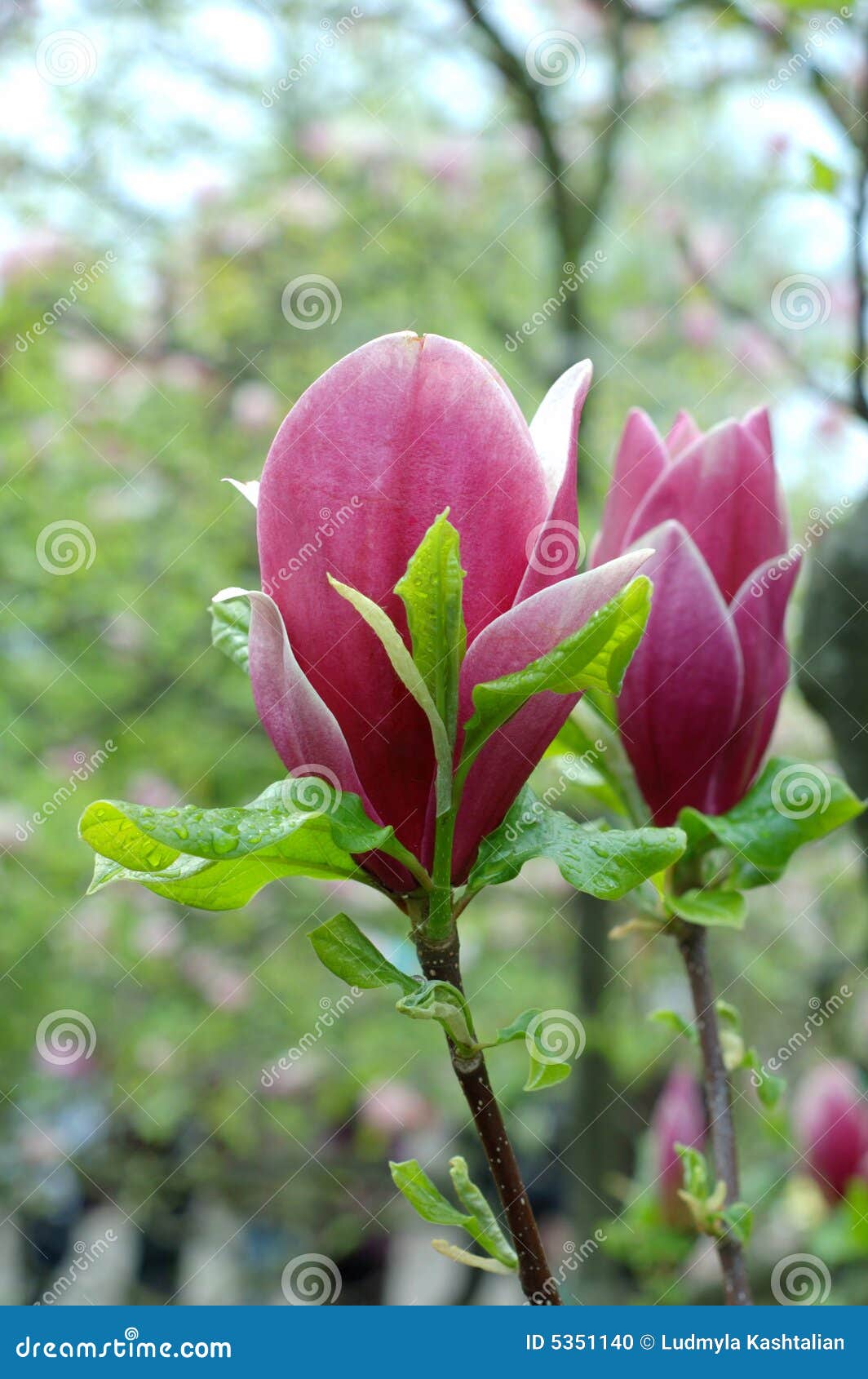 Magnolia cor-de-rosa foto de stock. Imagem de mola, botânica - 5351140