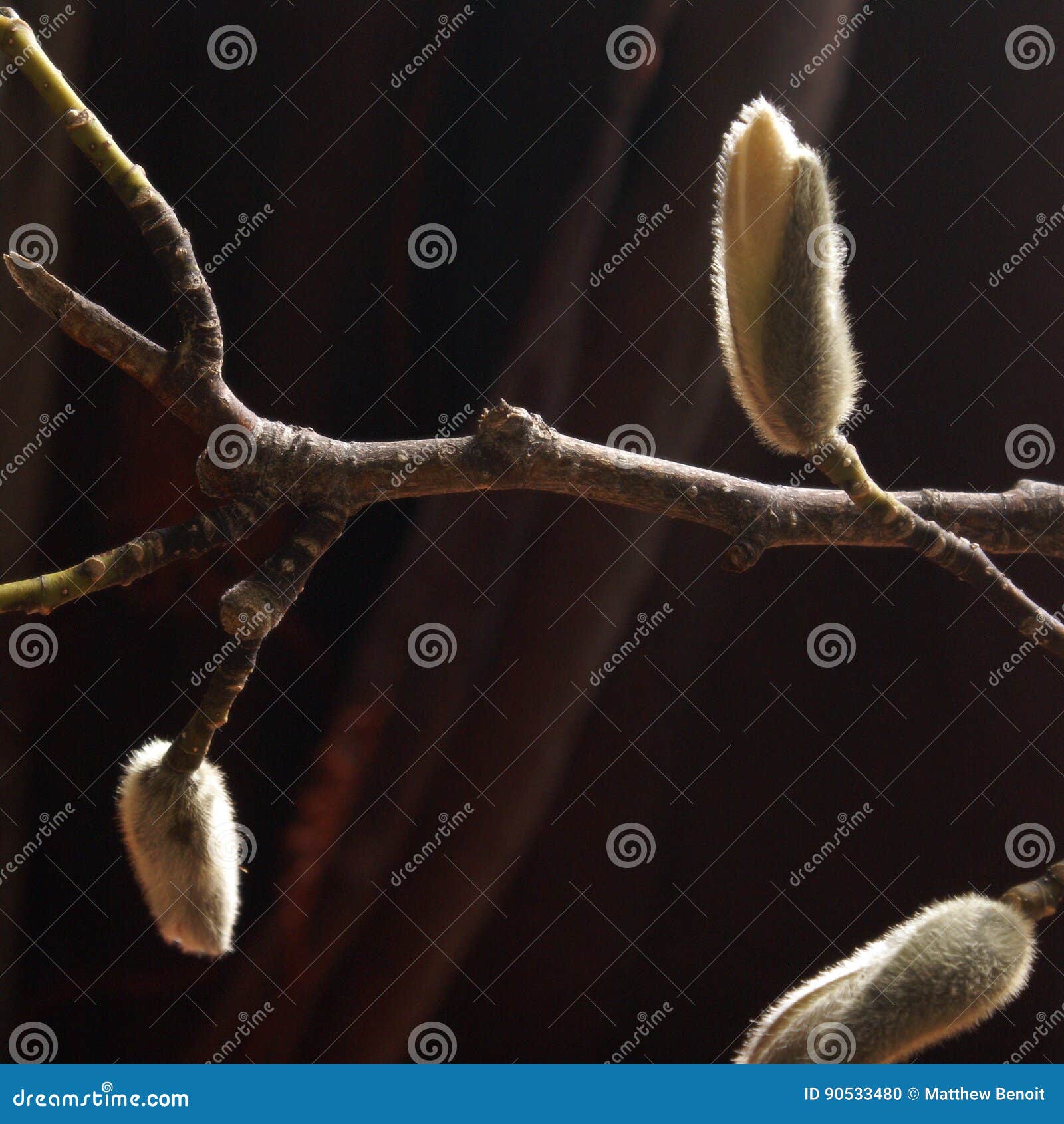 Magnolia Cucumber Tree Buds Stock Photo - Image of fresh, life: 90533480