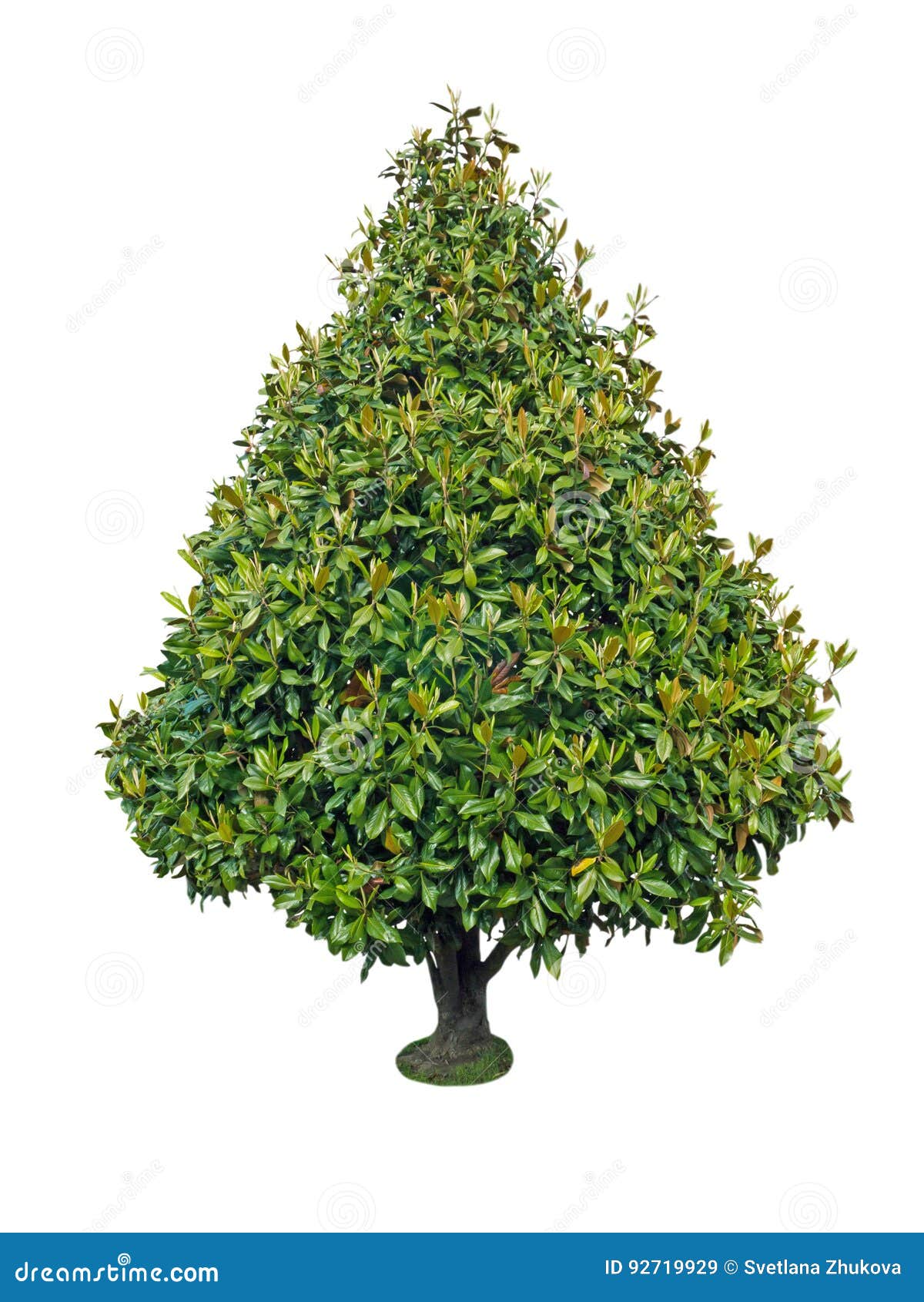 Magnolia decorative tree stock image. Image of gardening - 92719929