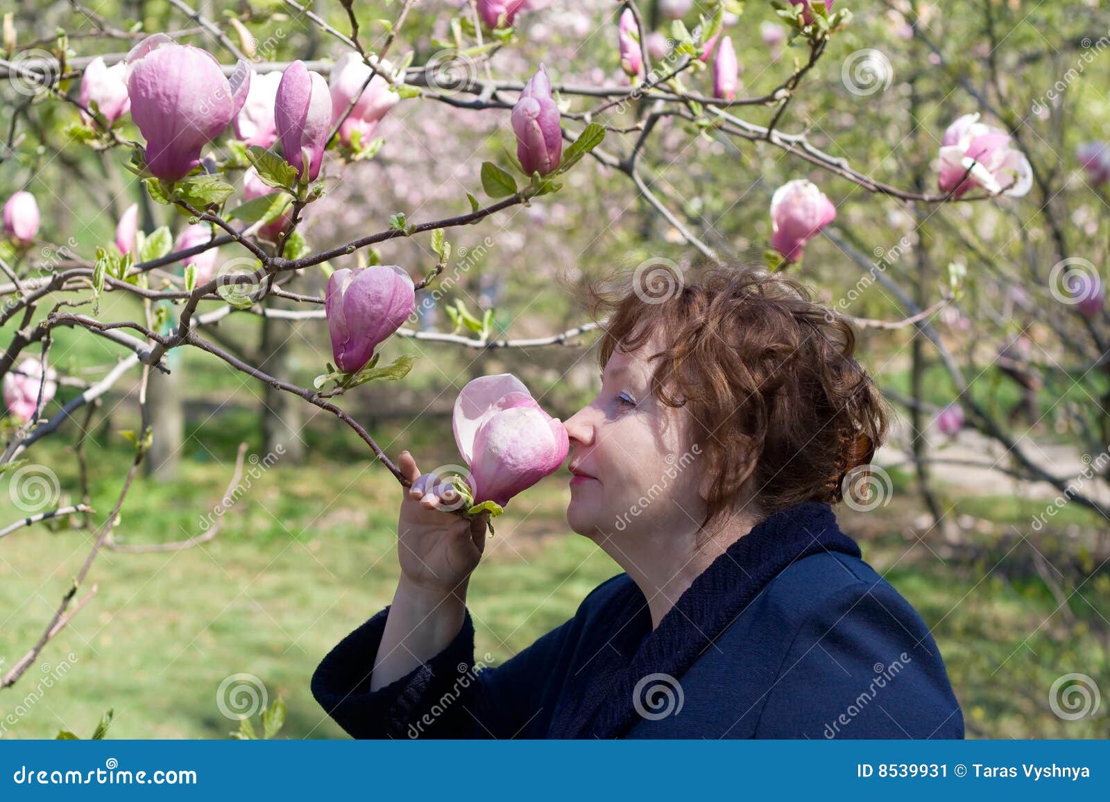 Magnolia Del Mayor De La Mujer Imagen de archivo - Imagen de ...