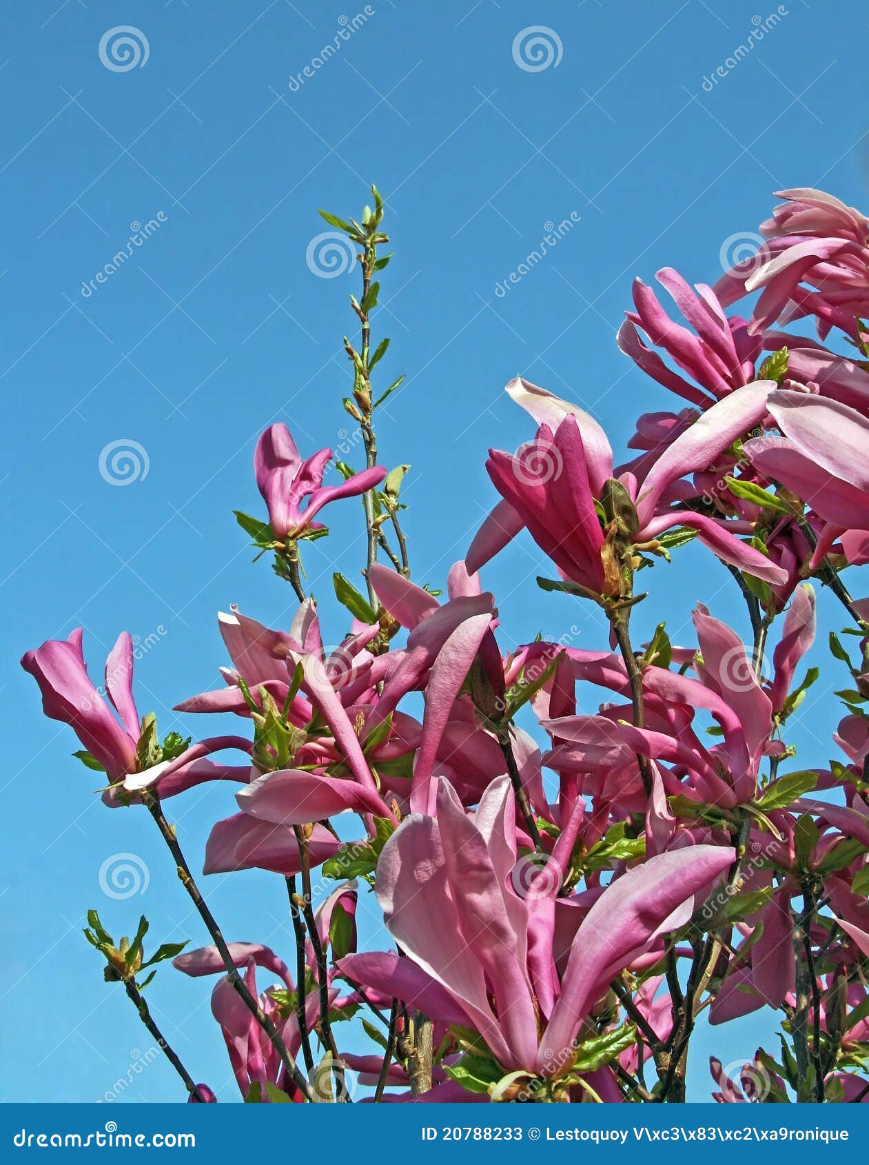 Magnolia en el resorte imagen de archivo. Imagen de olor - 20788233