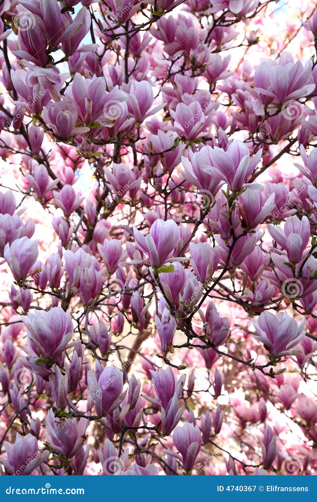 Magnolia en fleur image stock. Image du arbre, pourpré - 4740367