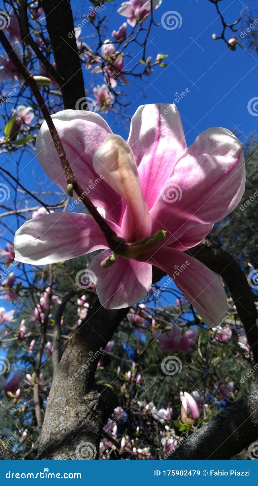 Magnolia stock image. Image of magnolia, fiore, albero - 175902479