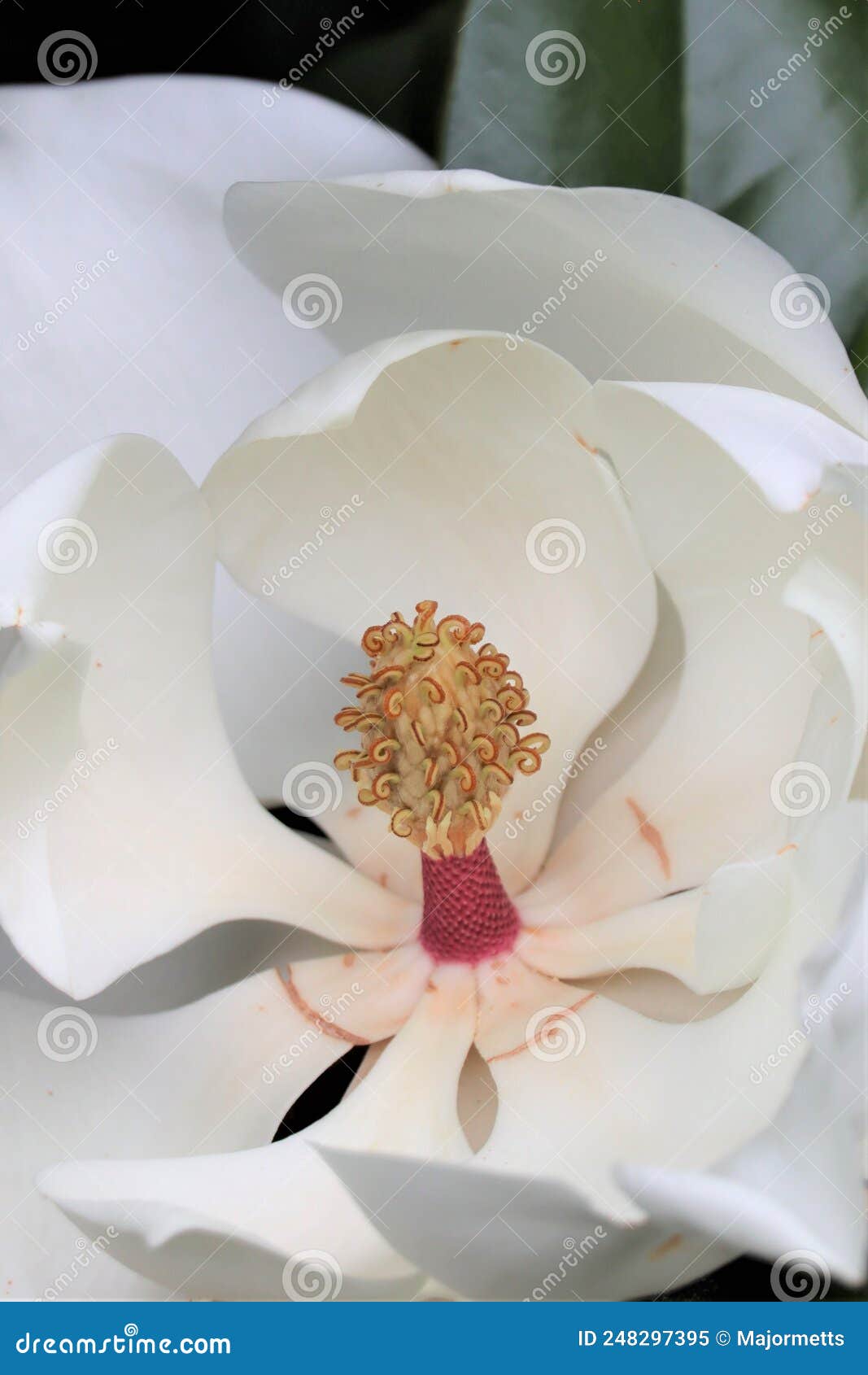 Magnolia Fleurit Avec Des Carpelles Image stock - Image du rouge ...