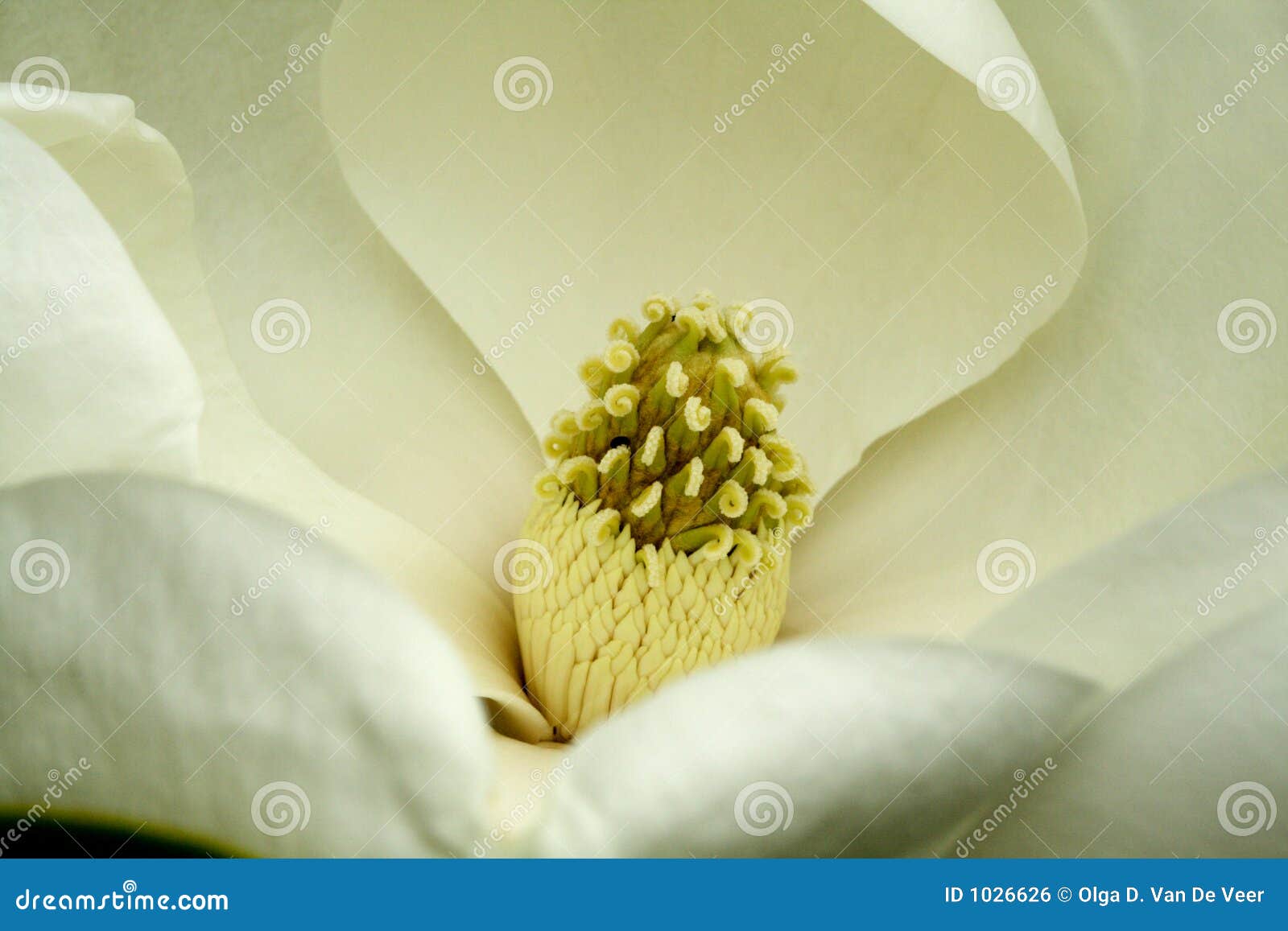 Magnolia flower stock photo. Image of botanical, stamen - 1026626