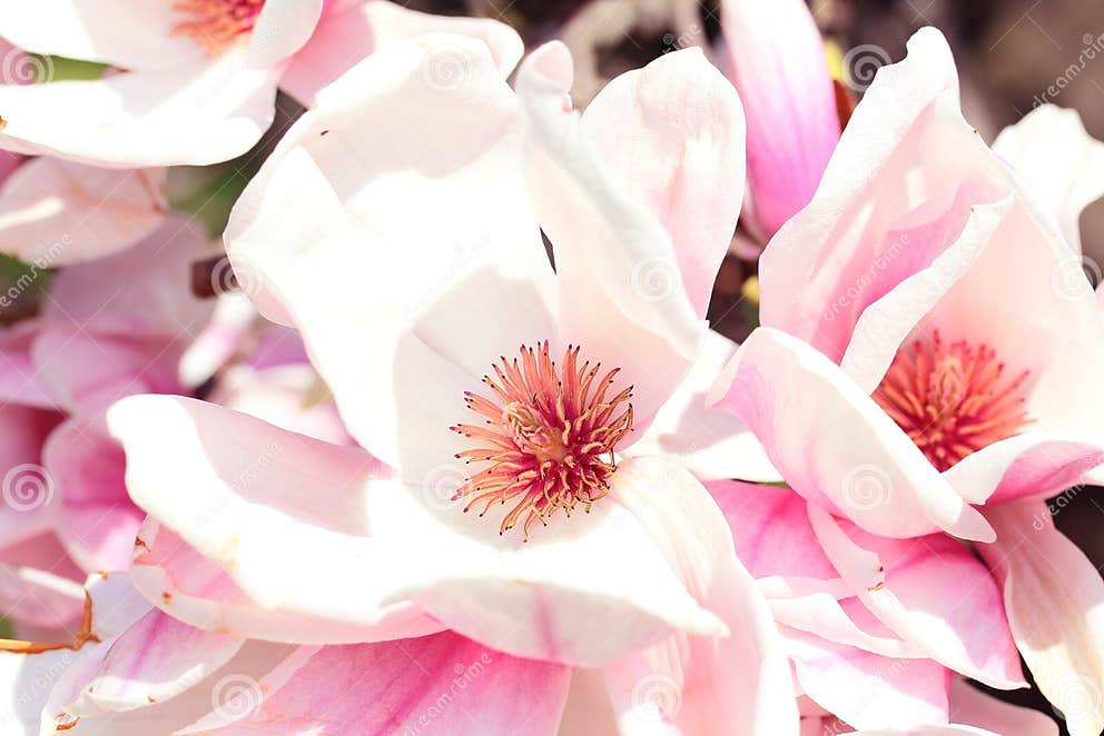 Magnolia flower stock photo. Image of pollen, violet - 19047692