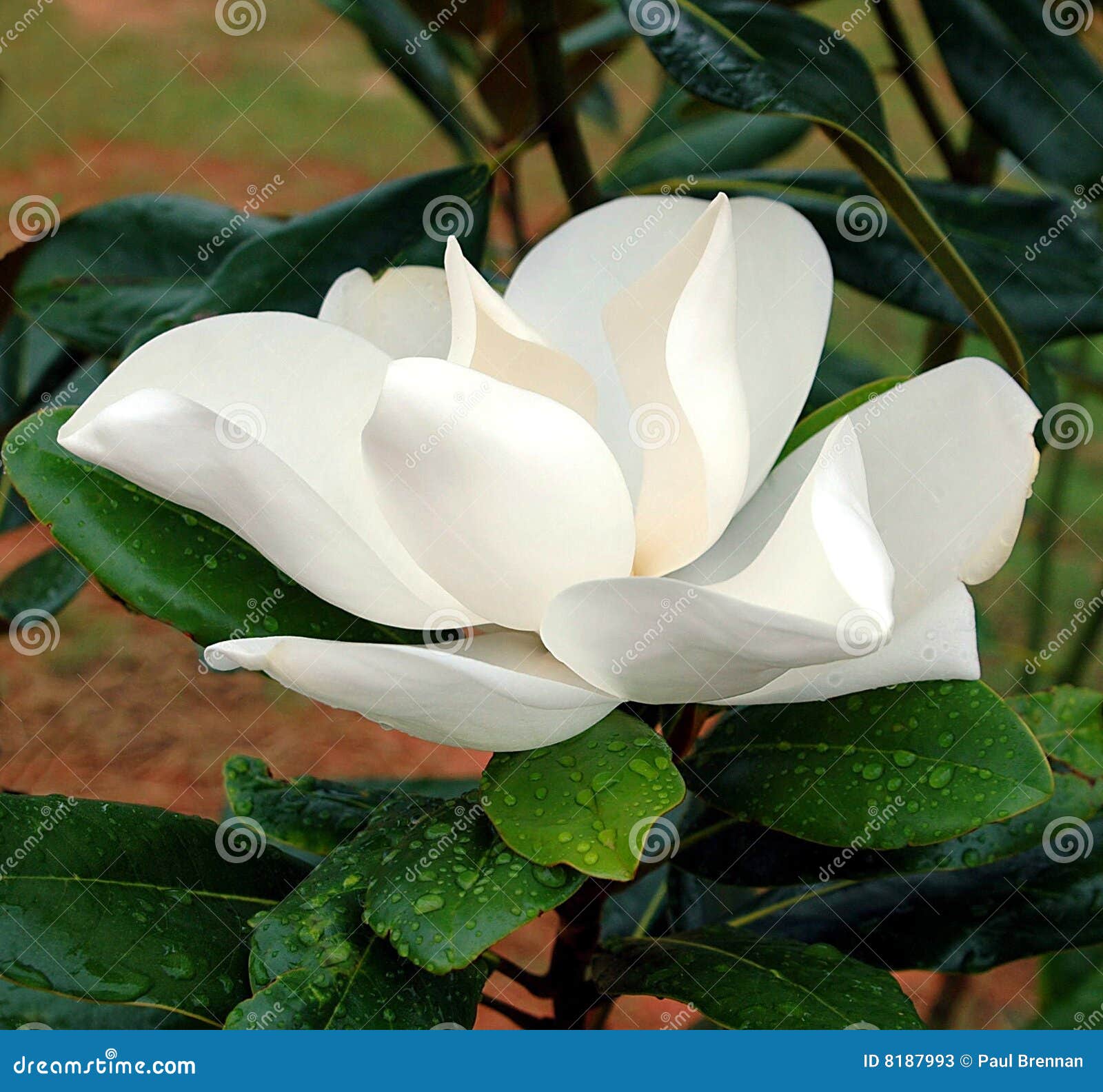 Magnolia flower stock image. Image of flowering, plant - 8187993