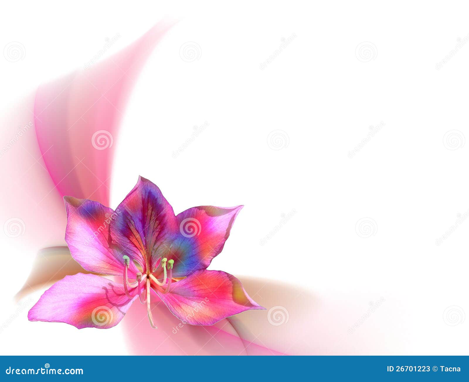 Magnolia Flower with Abstract Pink Background Stock Image - Image of ...