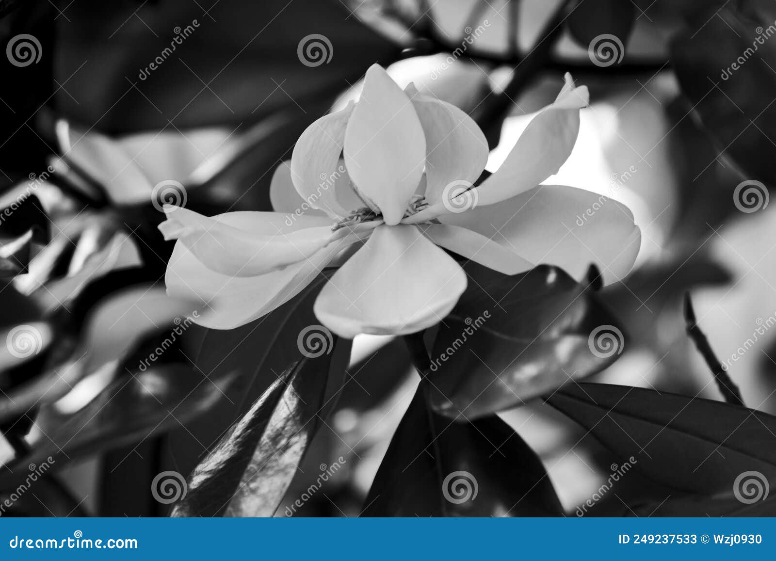 Magnolia flower in b&w stock image. Image of background - 249237533