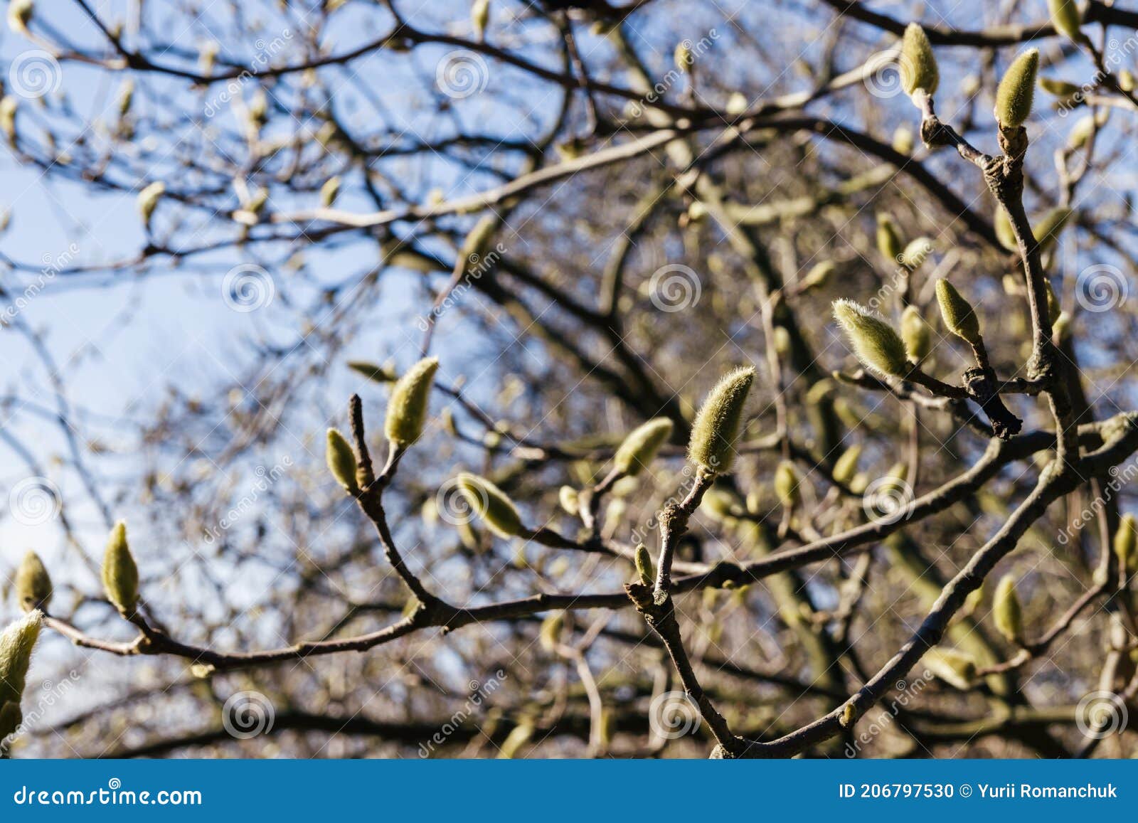 Magnolia Flower Bud in Early Spring. Magnolia Tree in Early Spring with ...
