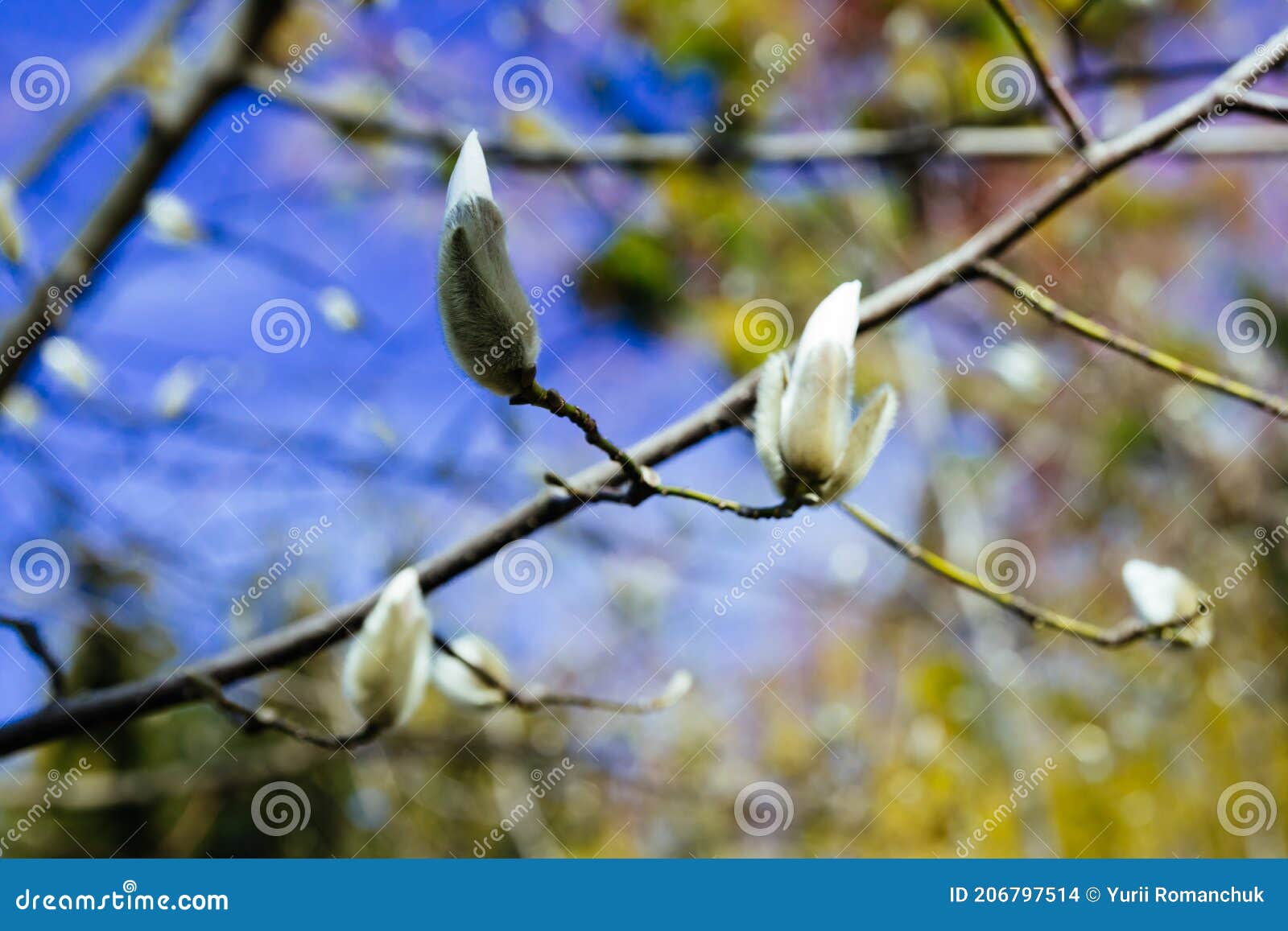 Magnolia Flower Bud in Early Spring. Magnolia Tree in Early Spring with ...