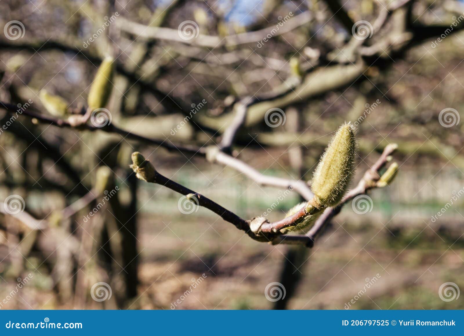 Magnolia Flower Bud in Early Spring. Magnolia Tree in Early Spring with ...