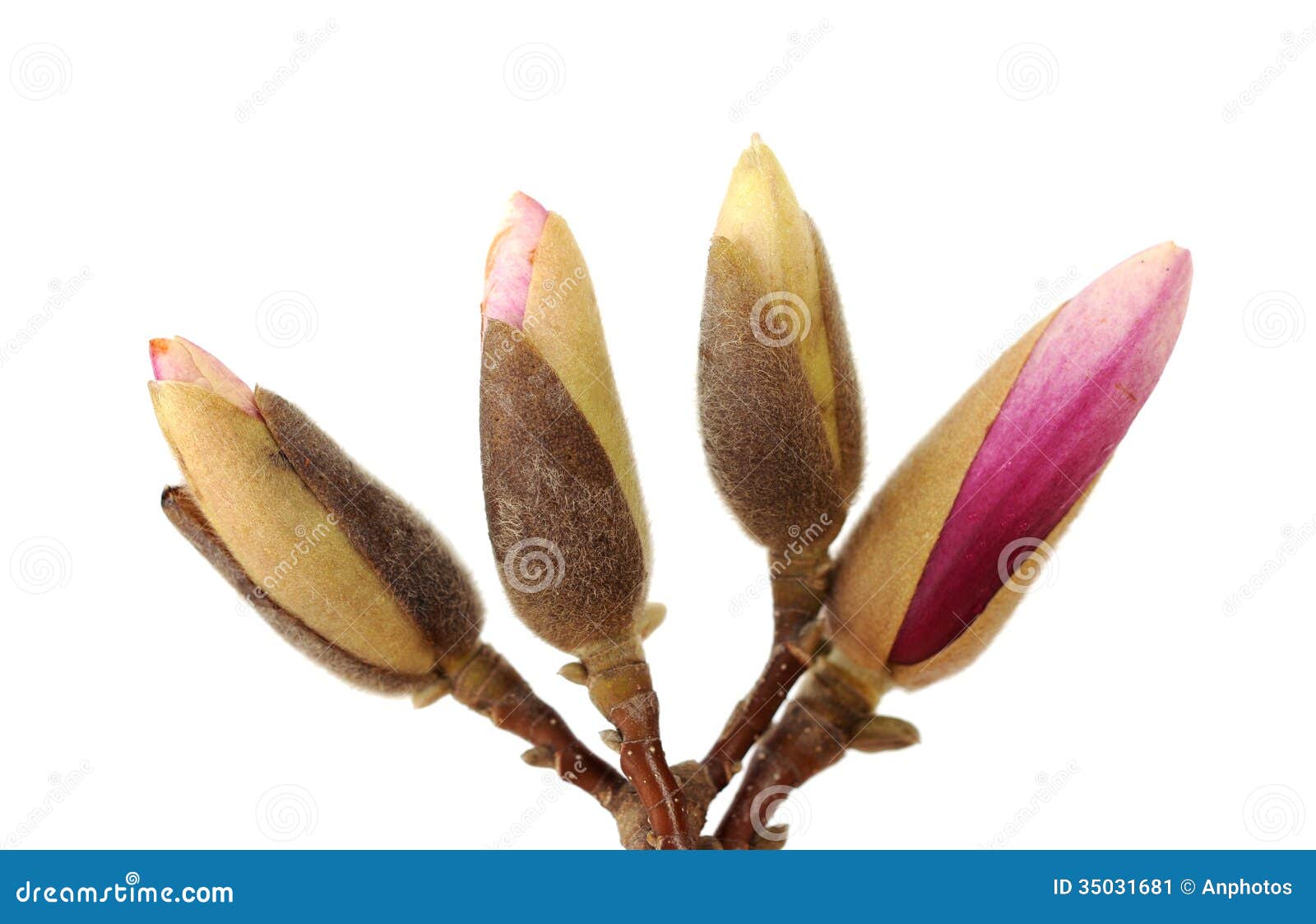 Magnolia flower bud stock image. Image of blooming, nature - 35031681