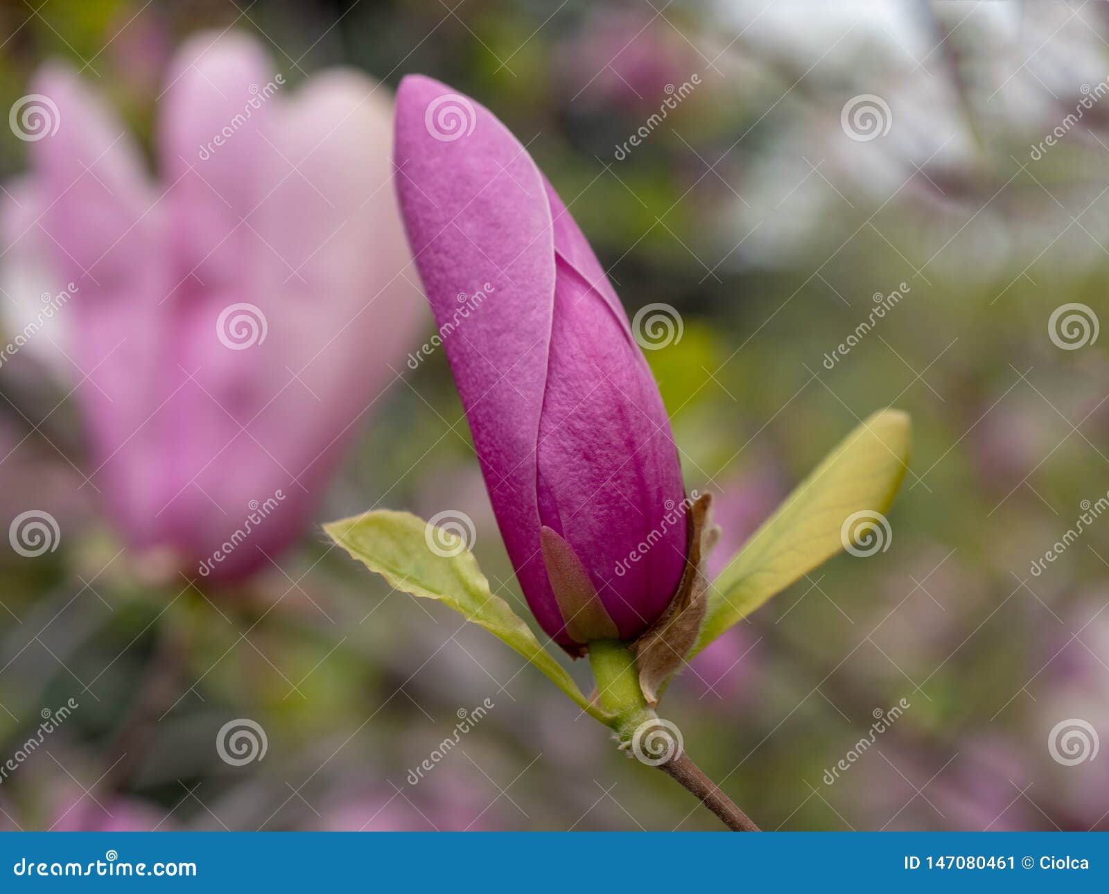 Magnolia flower macro shot stock image. Image of branches - 147080461