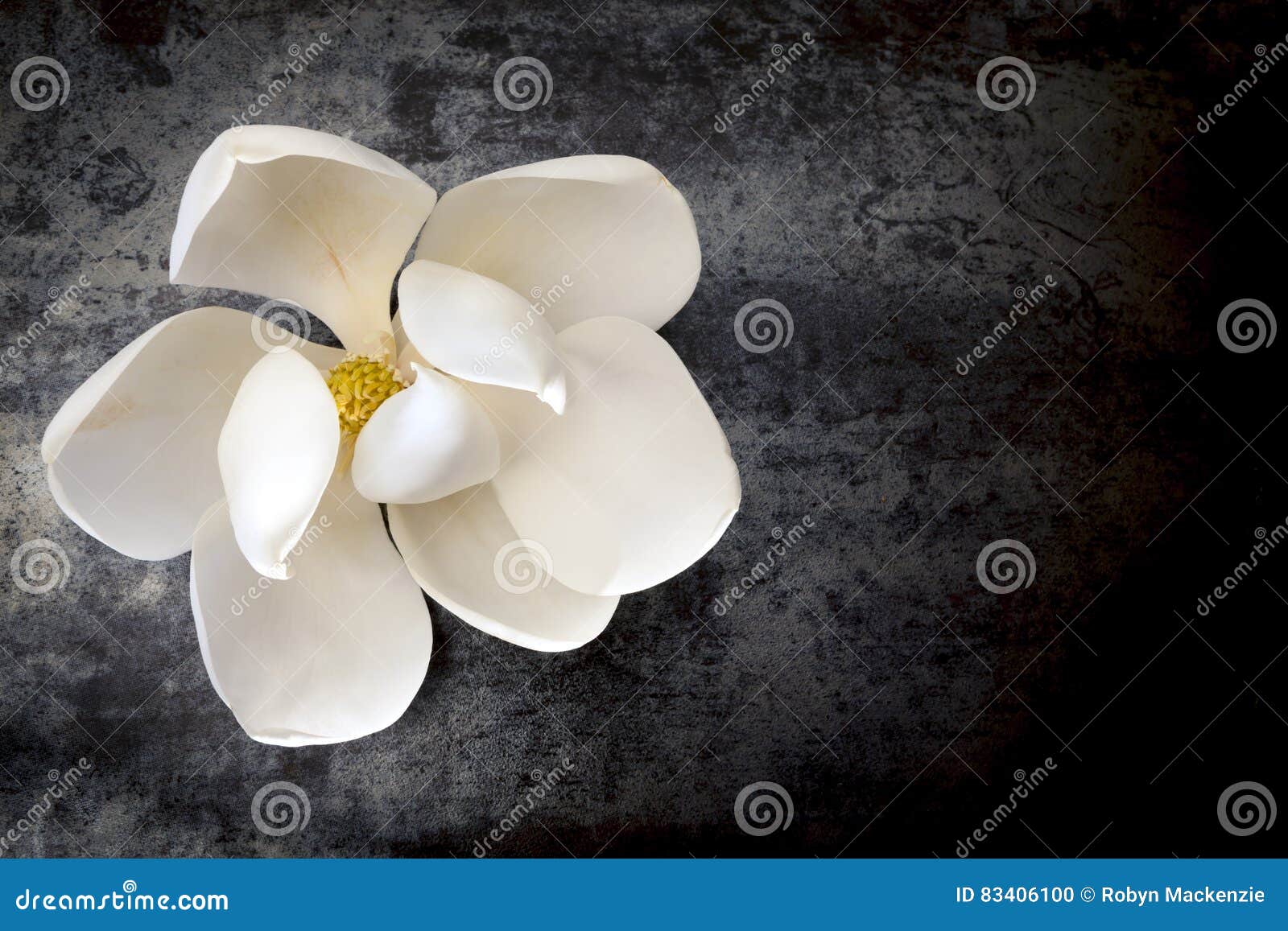Magnolia Flower on Dark Slate Top View Stock Photo - Image of magnolia ...