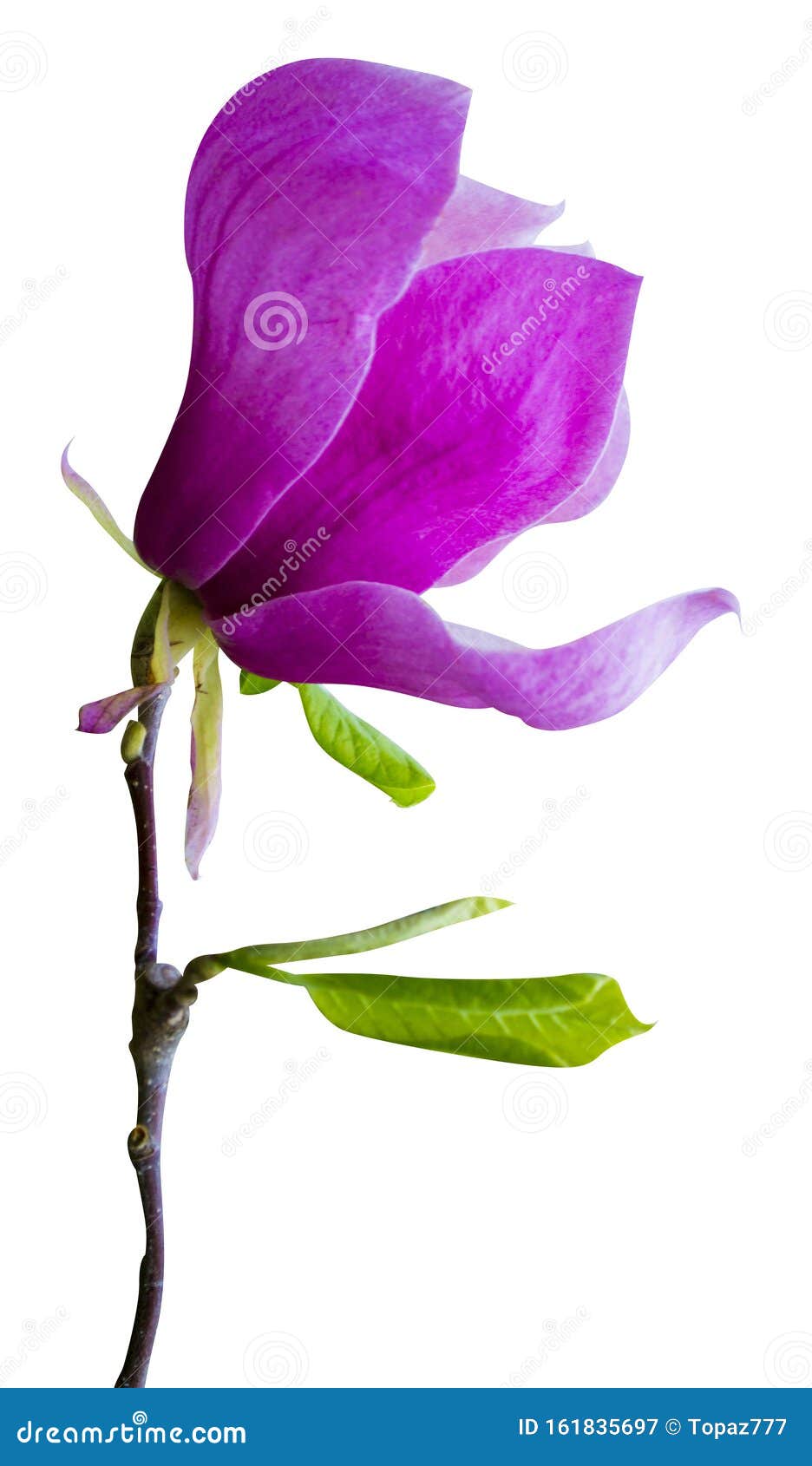 Magnolia Flower Isolated on White Background Stock Image - Image of ...