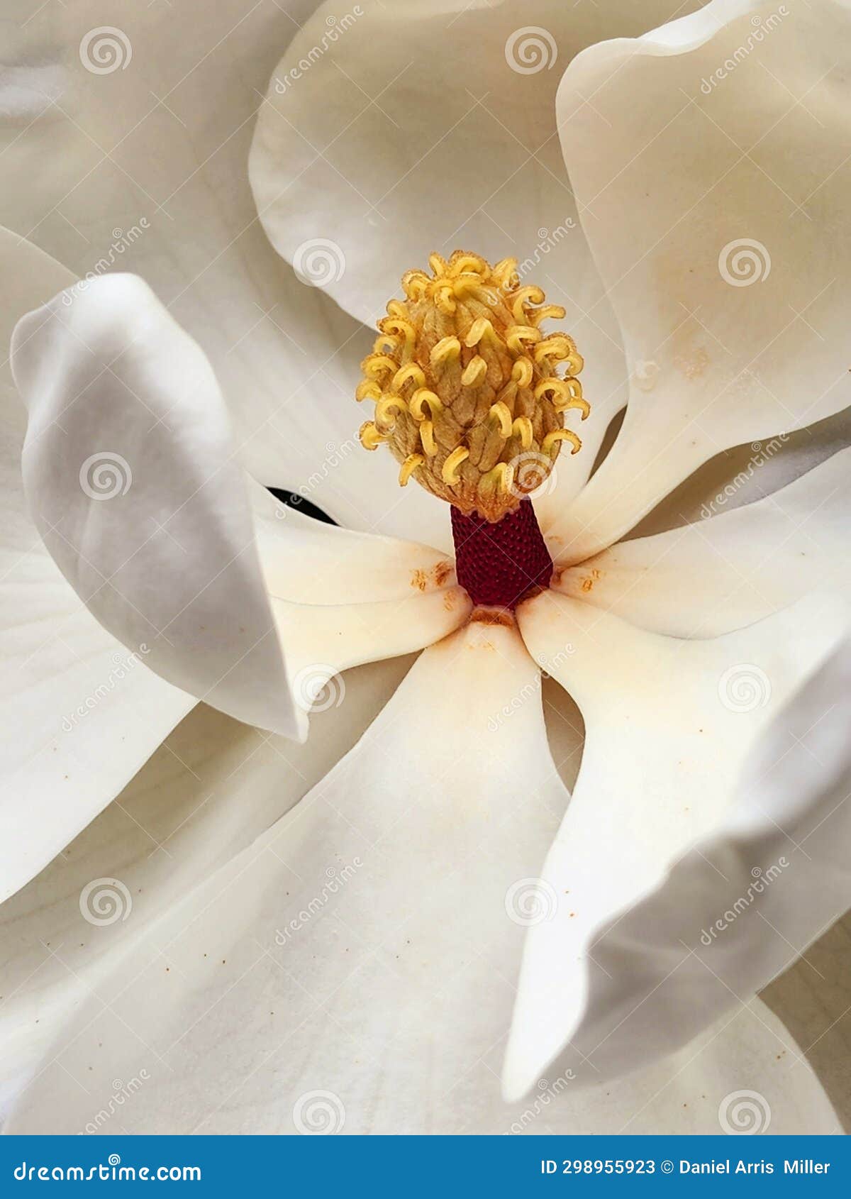 Magnolia Flower Nature Art Abstract Tree Forest Stock Image - Image of ...
