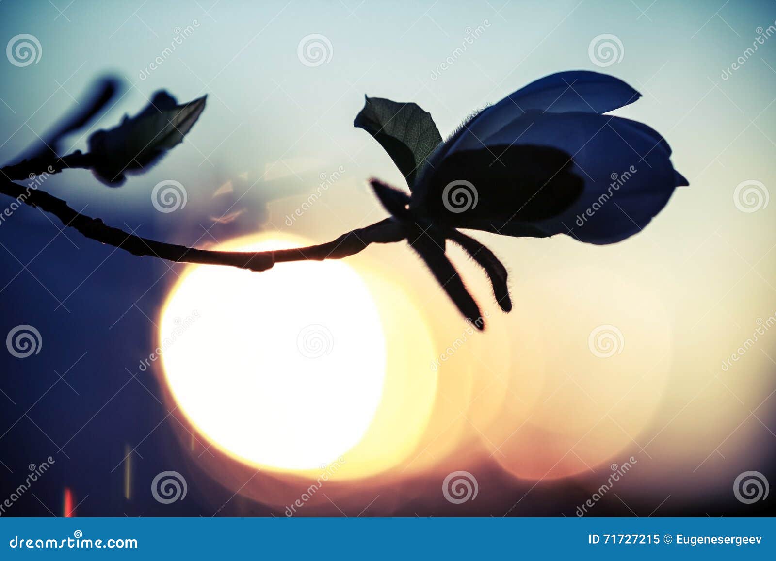 Stylized Tree Bloom Silhouette Stock Photos - Free & Royalty-Free Stock ... Stylized Tree Bloom Silhouette Stock Photos - Free & Royalty-Free Stock ...