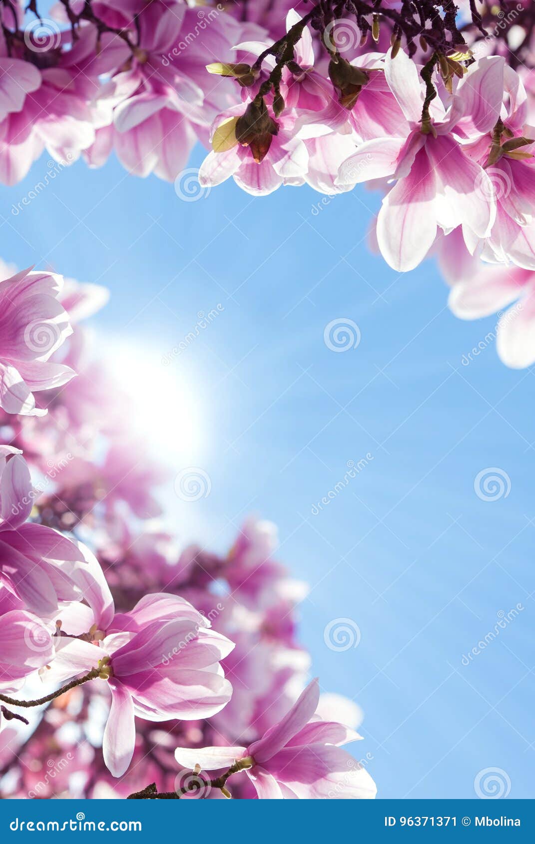 Magnolia Flower in Spring Time Stock Image - Image of pink, season ...