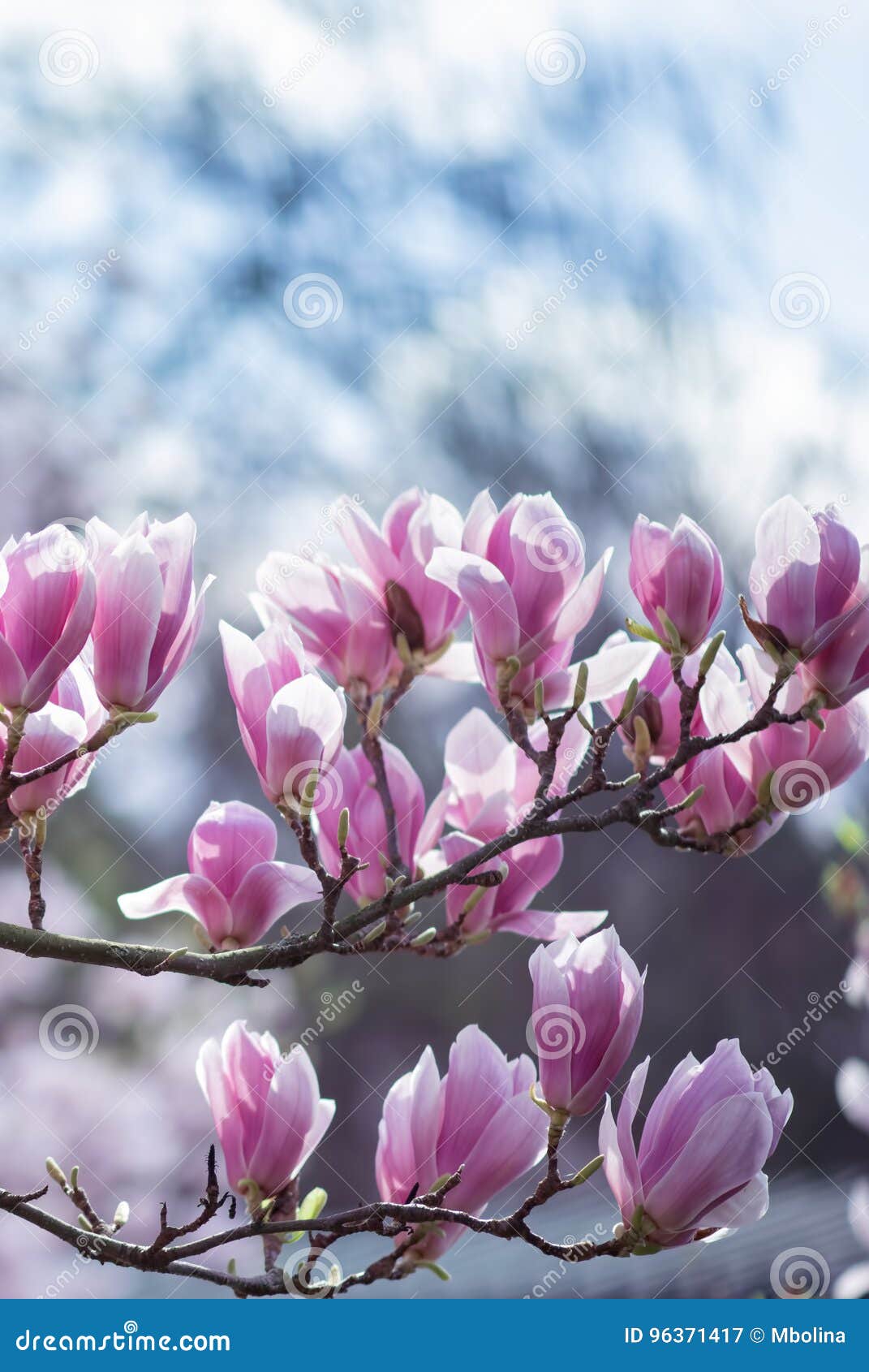 Magnolia Flower in Spring Time Vertical Image Stock Image - Image of ...
