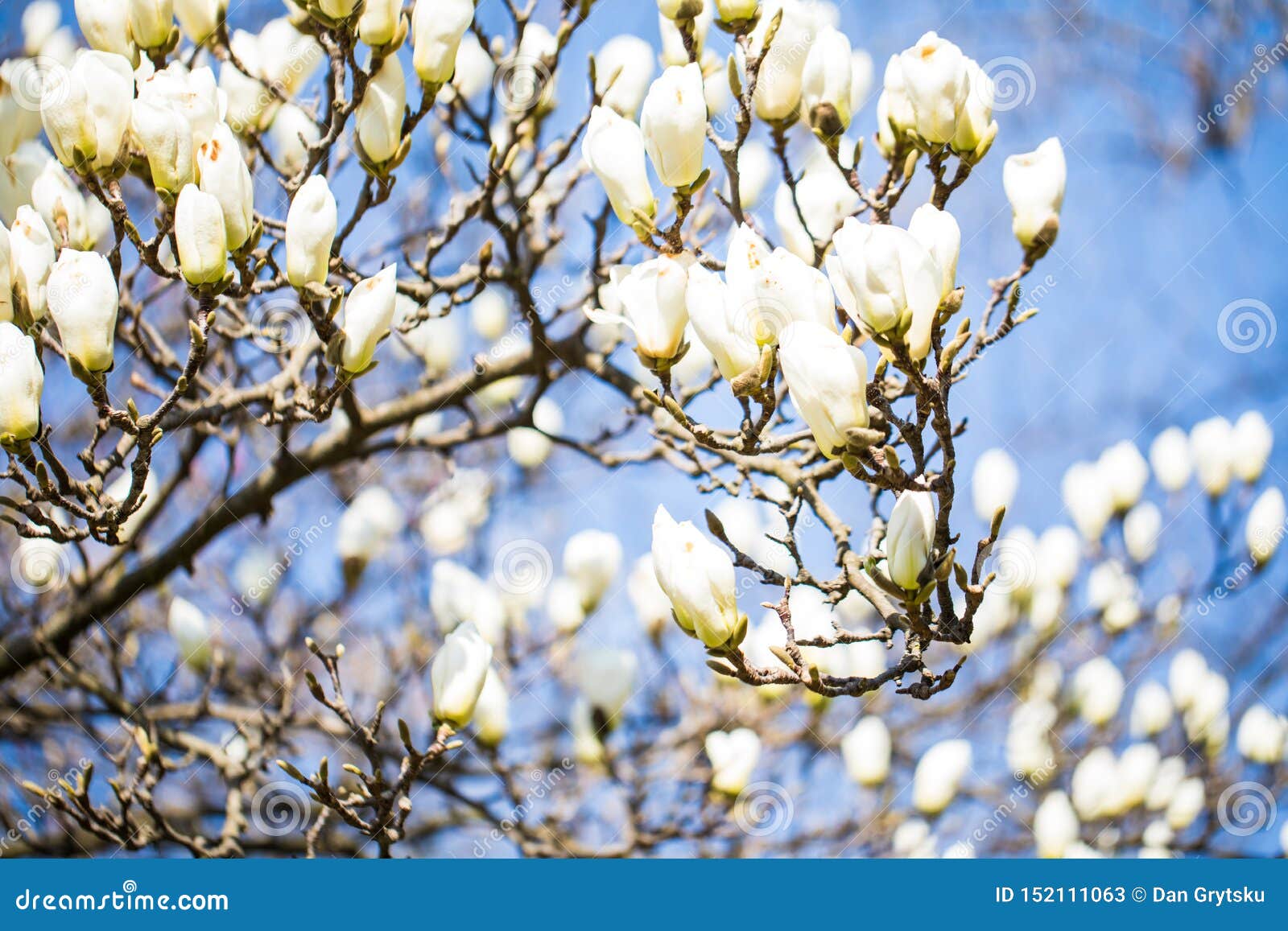 Magnolia Flower Trees in the Nature Background Stock Image - Image of ...