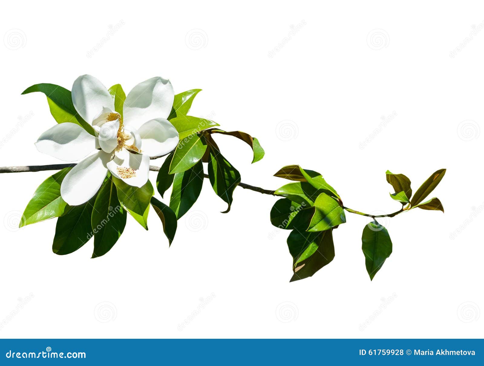 Magnolia stock photo. Image of magnolia, fragility, gardens - 61759928