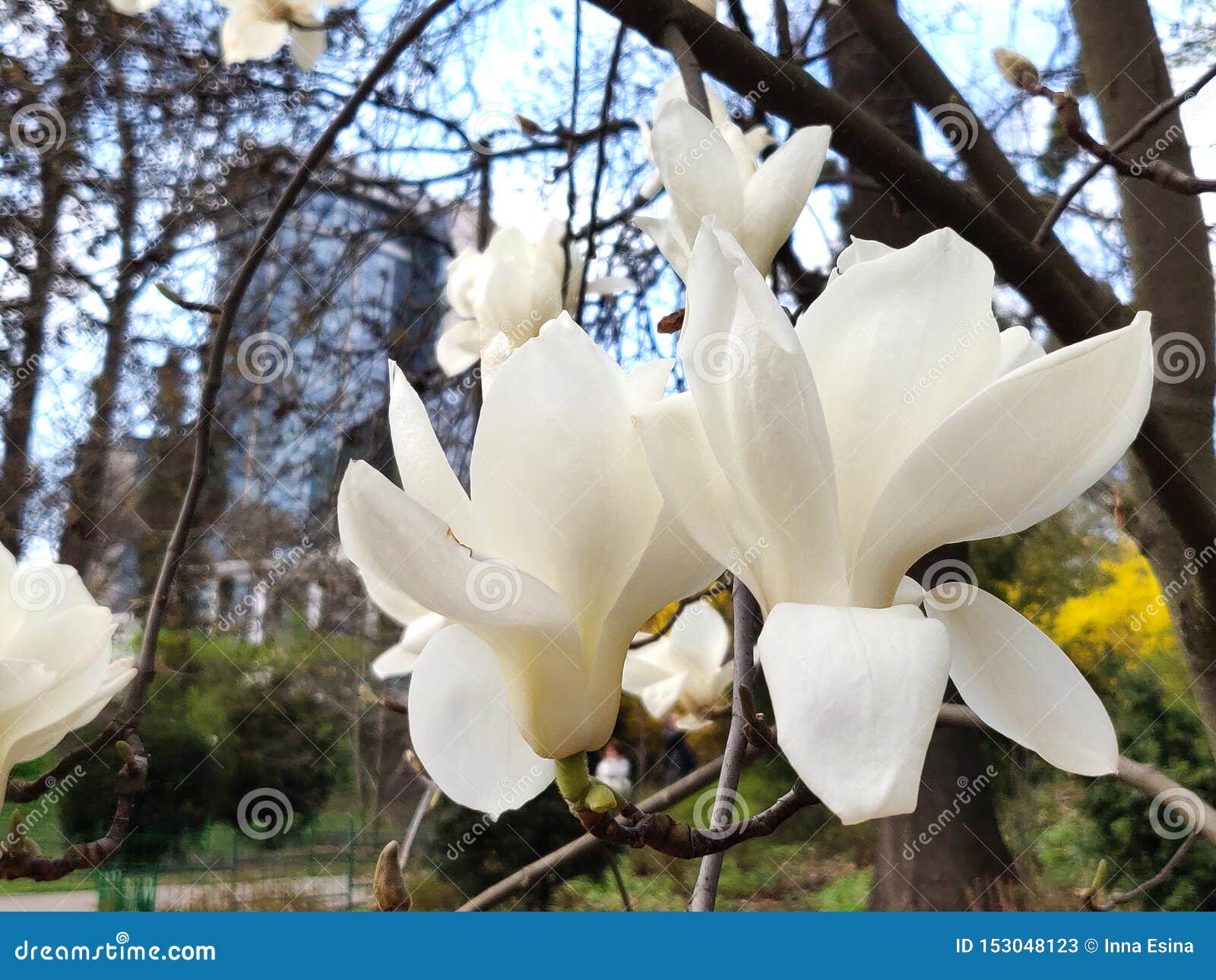 Magnolia flower white stock image. Image of botanical - 153048123
