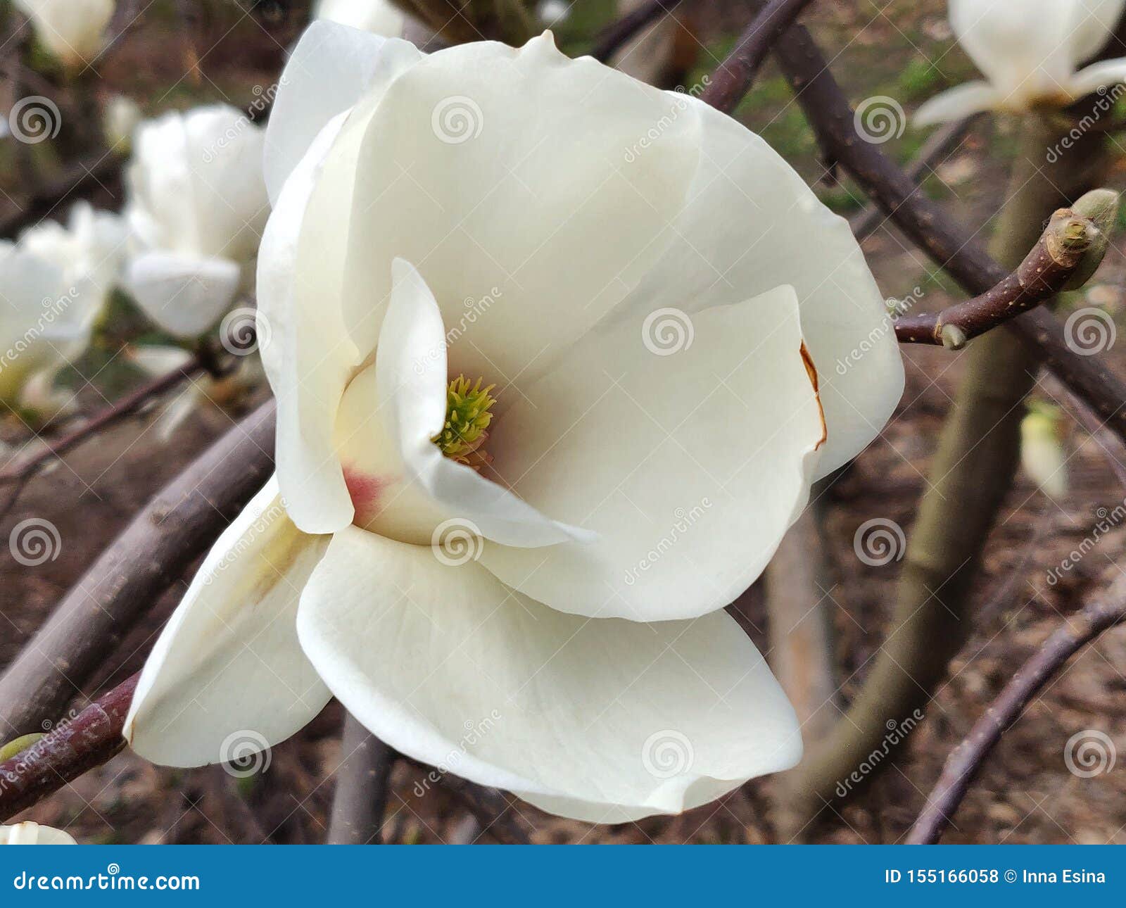 Magnolia flower white stock photo. Image of plant, blossom - 155166058