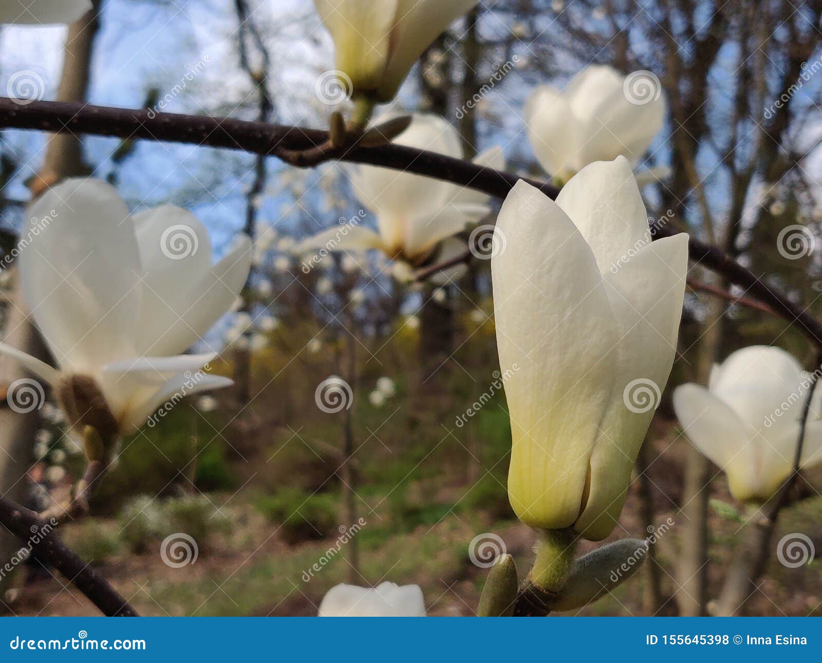 Magnolia flower white stock photo. Image of blooming - 155645398
