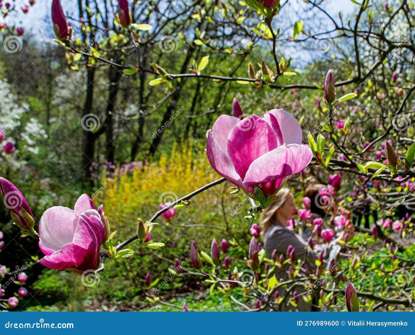 Magnolia Flowering Time stock photo. Image of flora - 276989600