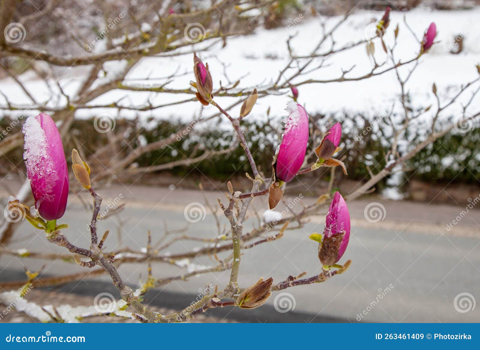 Magnolia Flowers are Covered with Snow and Ice Stock Image - Image of ...