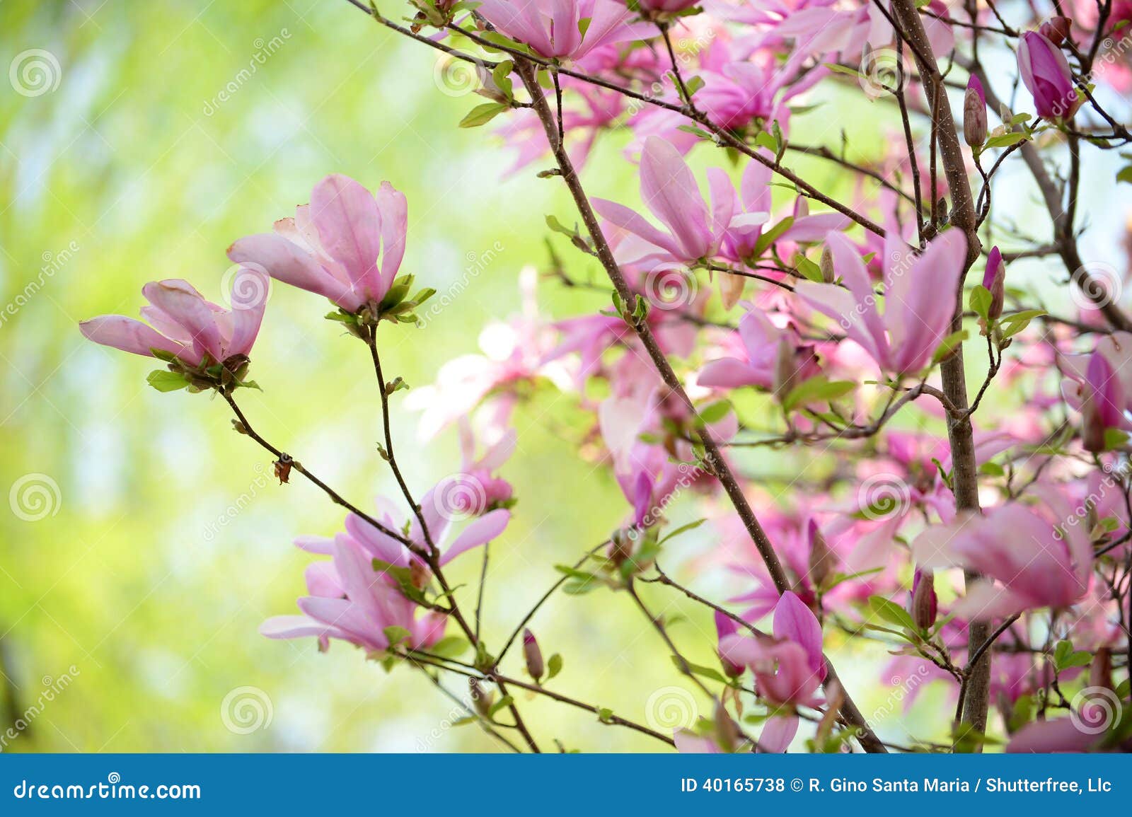 Magnolia Flowers in Early Spring Stock Photo - Image of selective ...