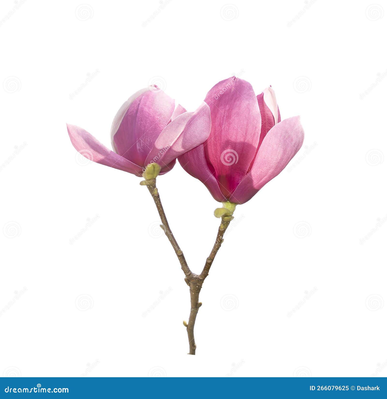 Magnolia Flowers Isolated on White Stock Image - Image of flora, fresh ...