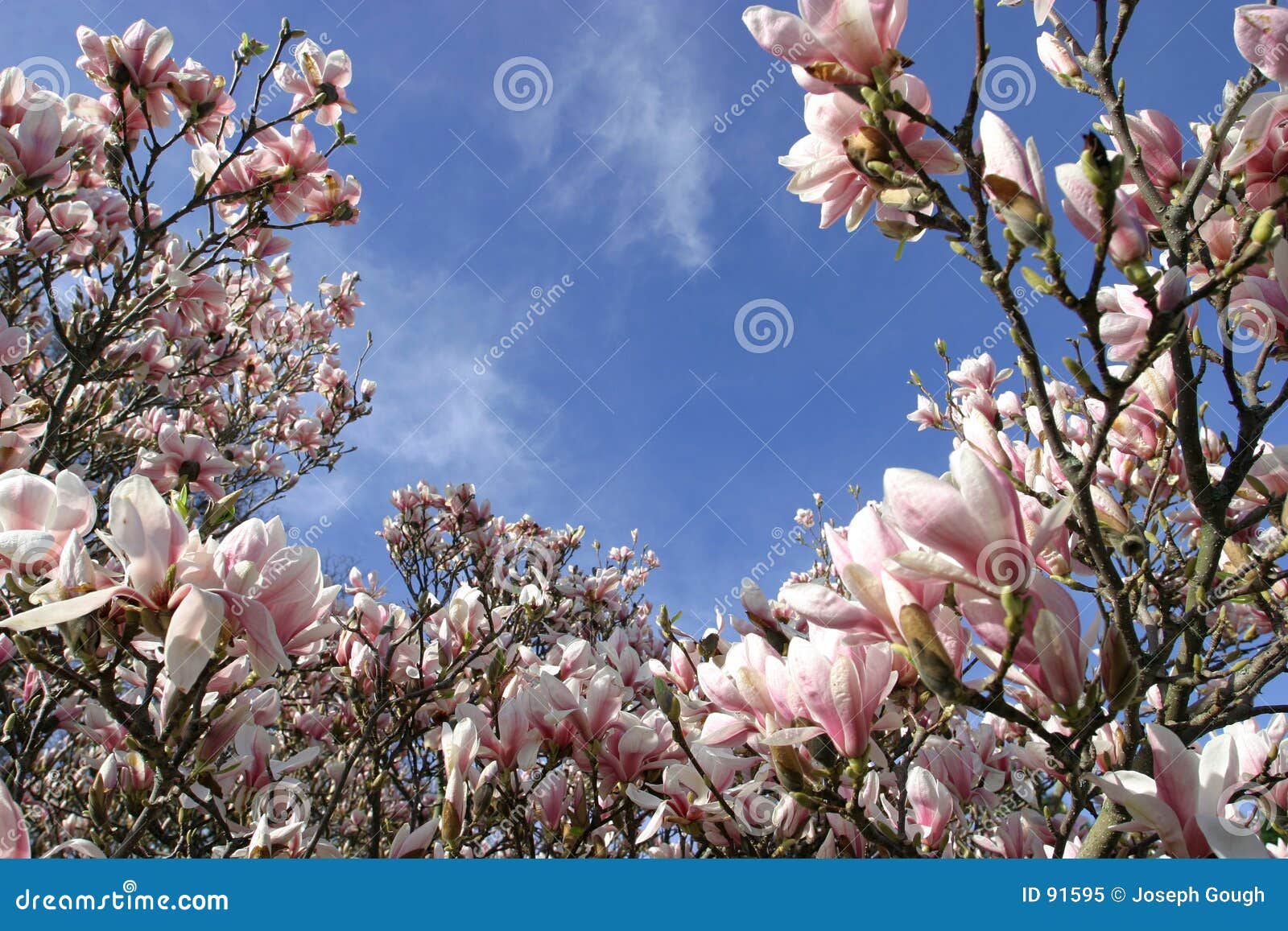 Magnolia Flowers in Spring Bloom Stock Image - Image of full, season: 91595
