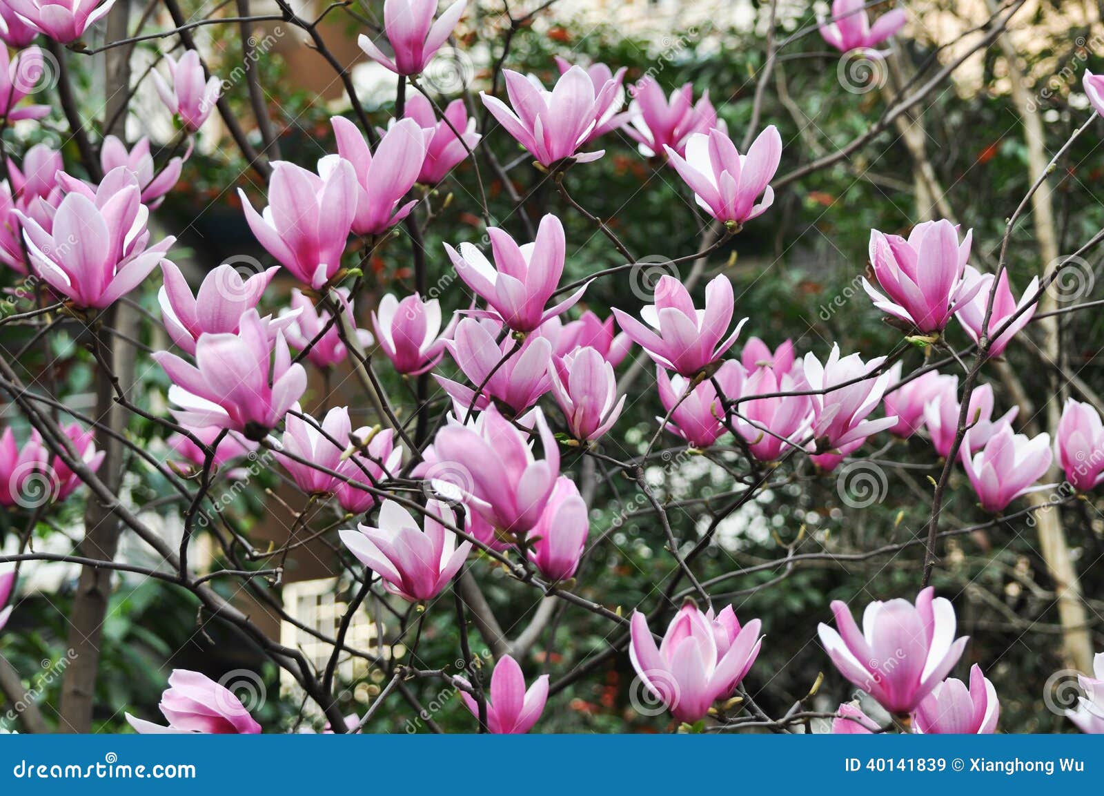 Magnolia Flowers in Sunshine Stock Image - Image of blooming, flowers ...